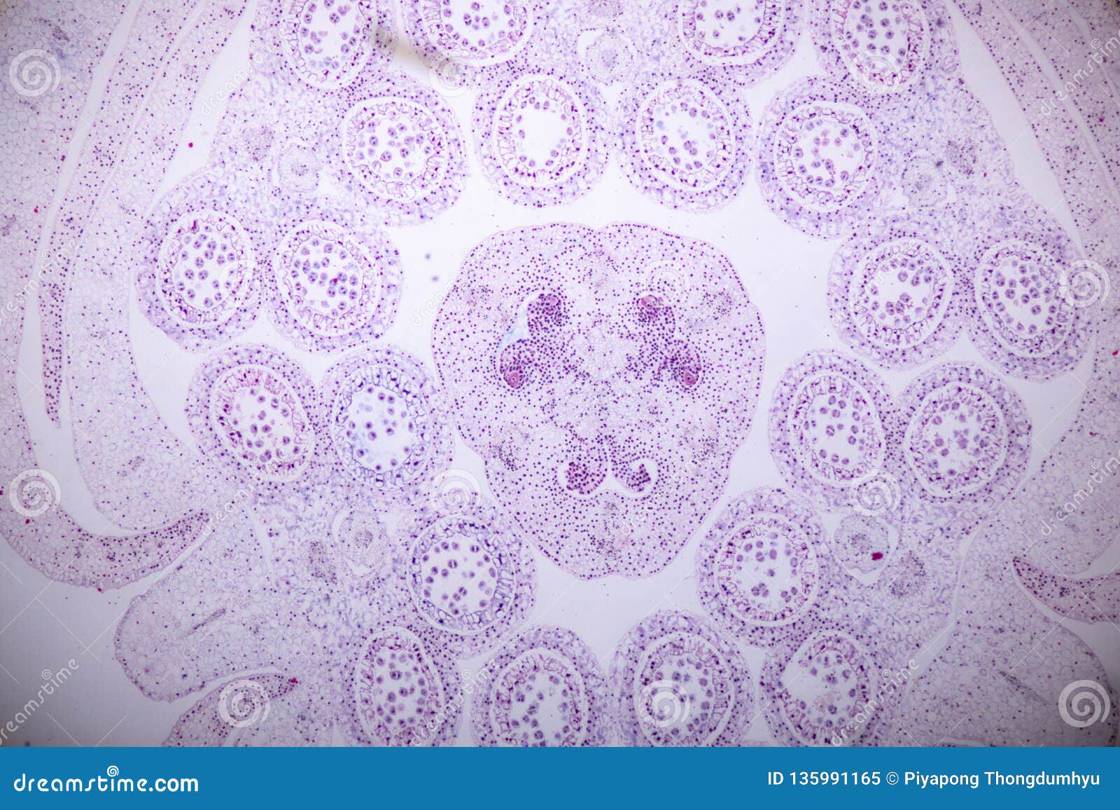 Lily Anther Cross Section Seen Through Microscope For Education Stock ...