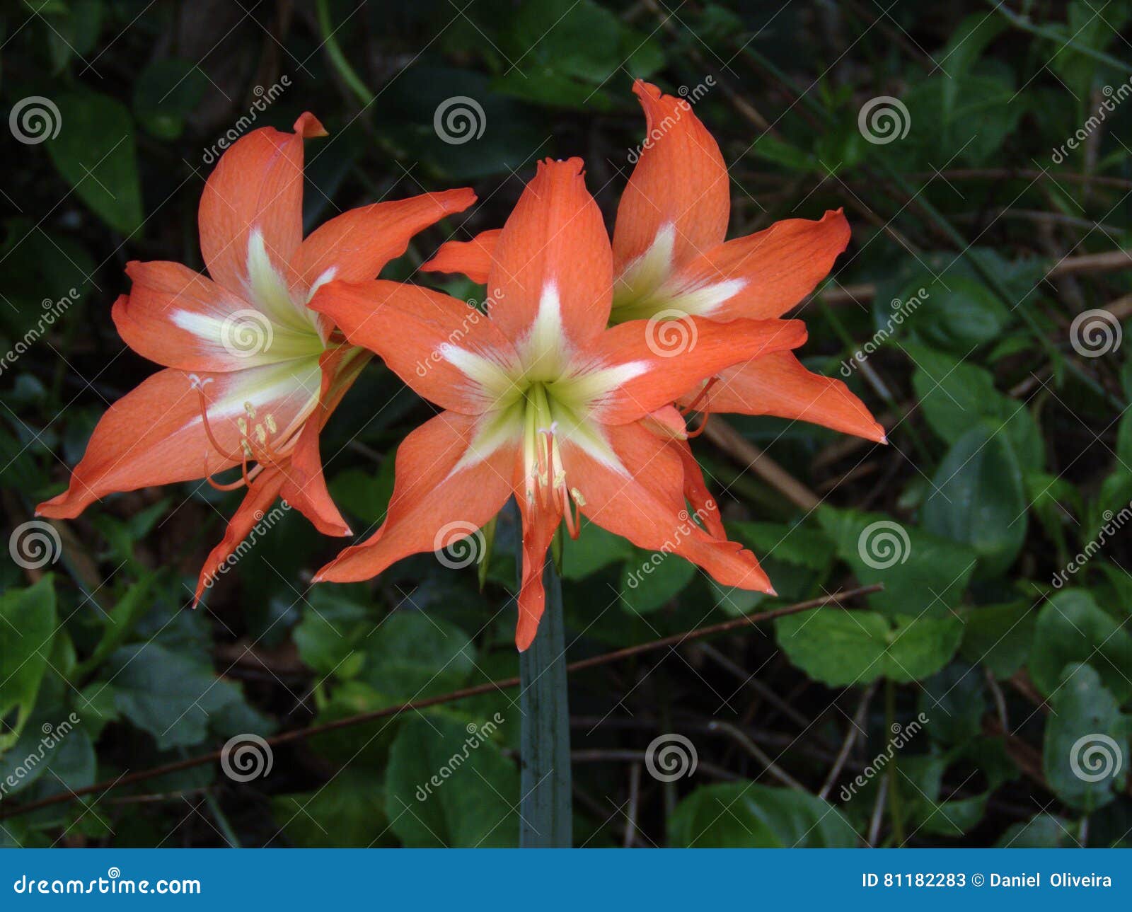 A Lily within the Atlantic Forest Stock Image - Image of flower, flora ...