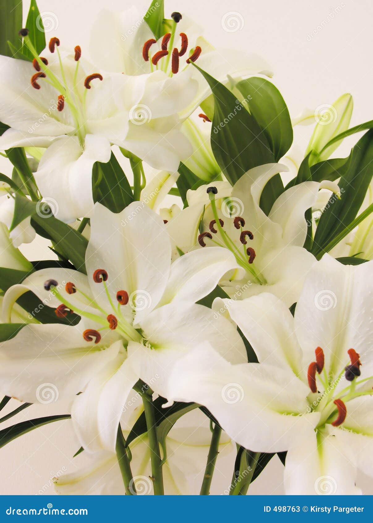 Lily background stock image. Image of leaf, spring, opening - 498763