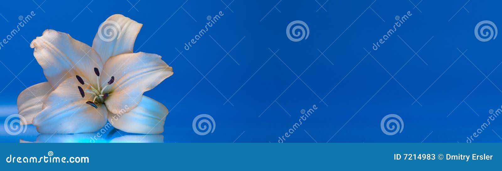 Lily banner stock image. Image of lilly, banquet, natural - 7214983