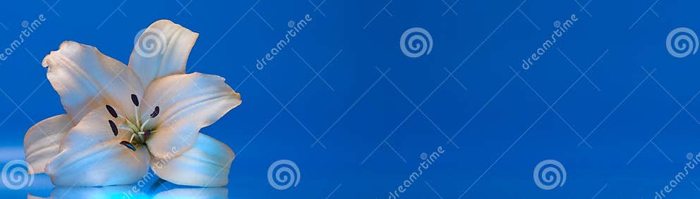 Lily banner stock image. Image of lilly, banquet, natural - 7214983