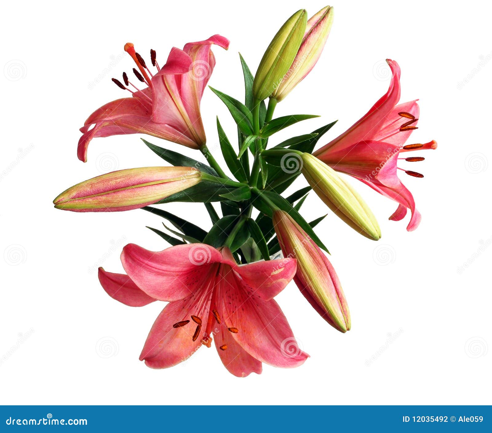 Lily Bouquet stock photo. Image of ornamental, plant - 12035492