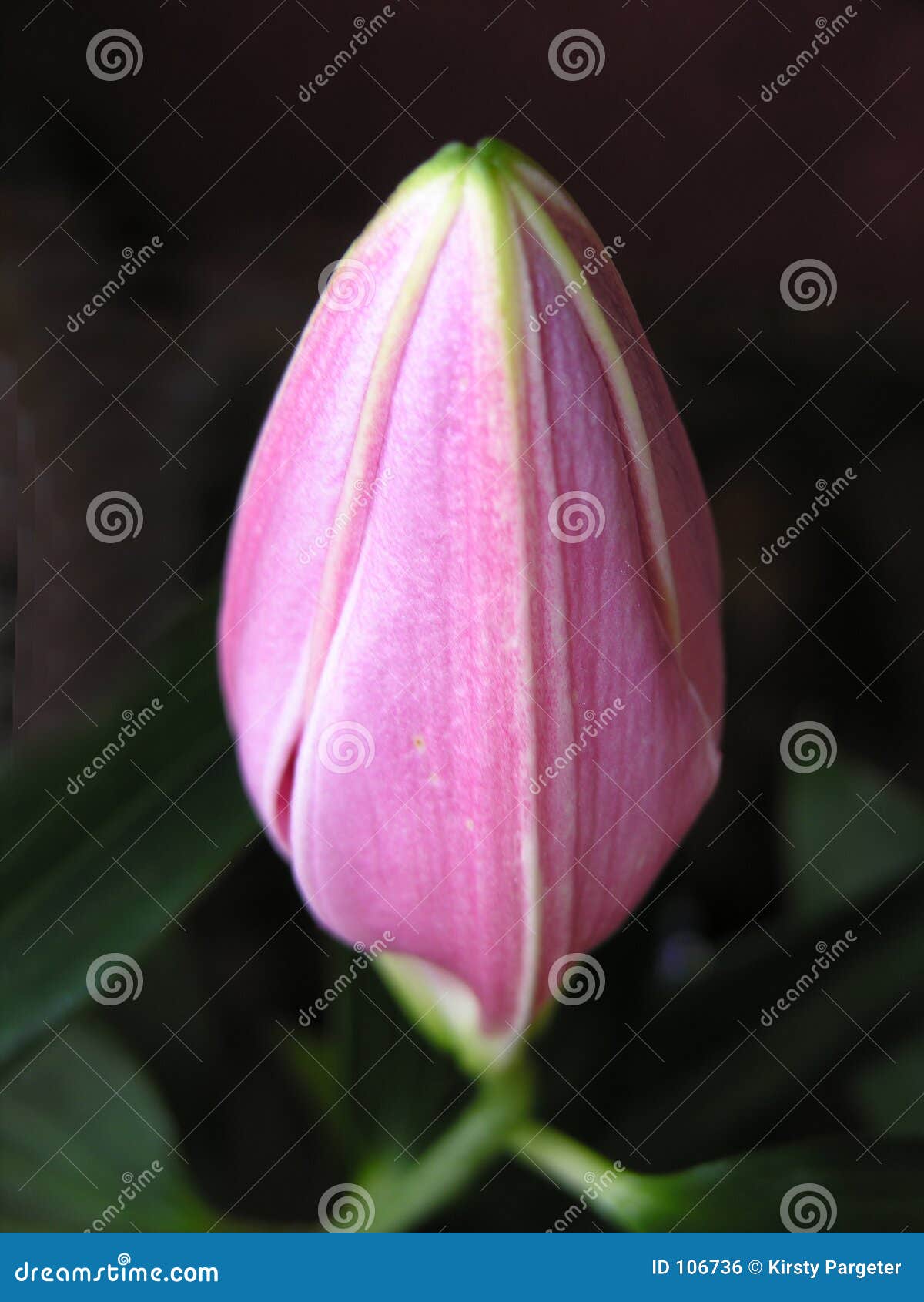Lily bud stock photo. Image of opening, bunch, object, garden - 106736