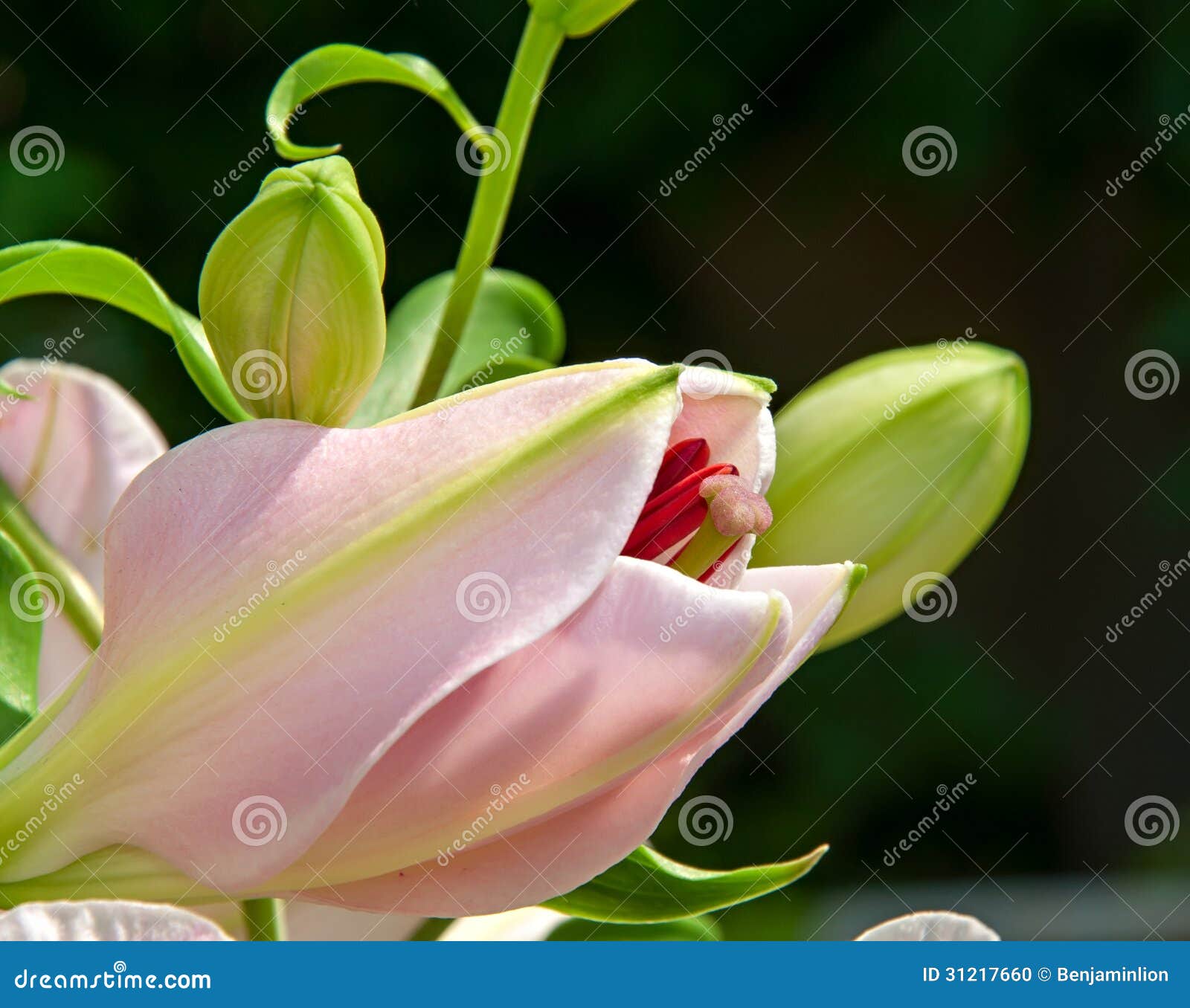 Lily Bud foto de archivo. Imagen de oriental, hermoso - 31217660