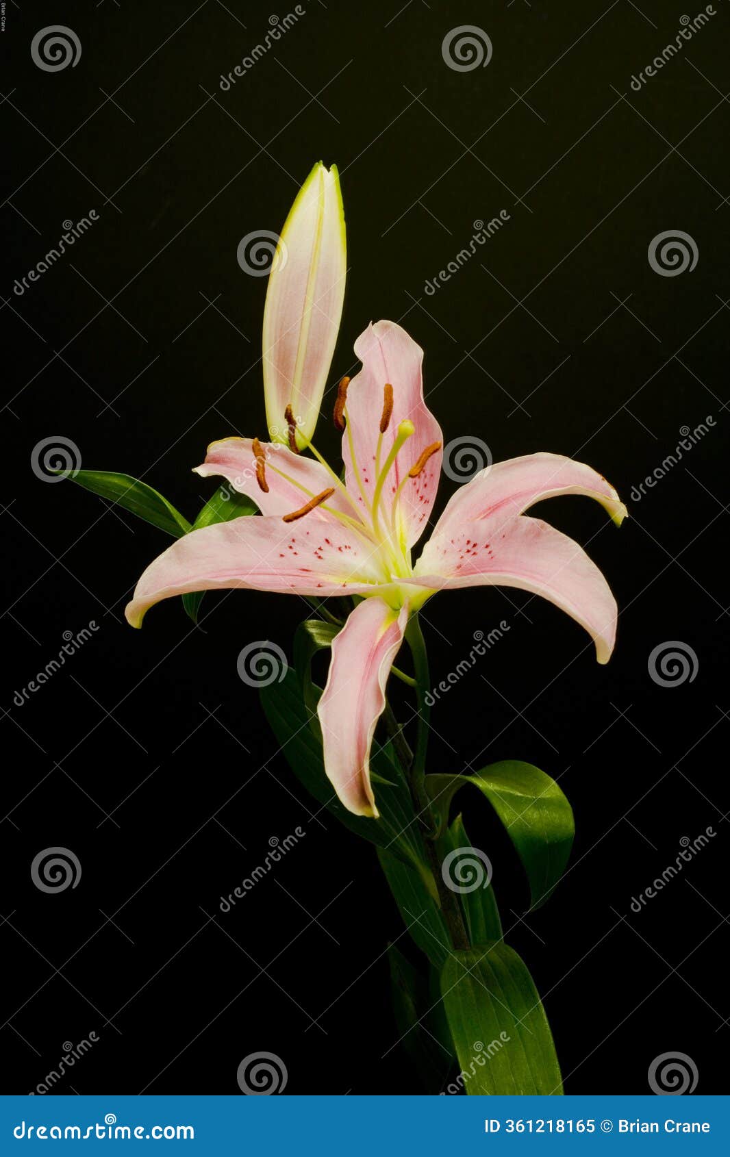 Pink Lilly Stem & Bud Aginst Black Background Stock Image - Image of ...