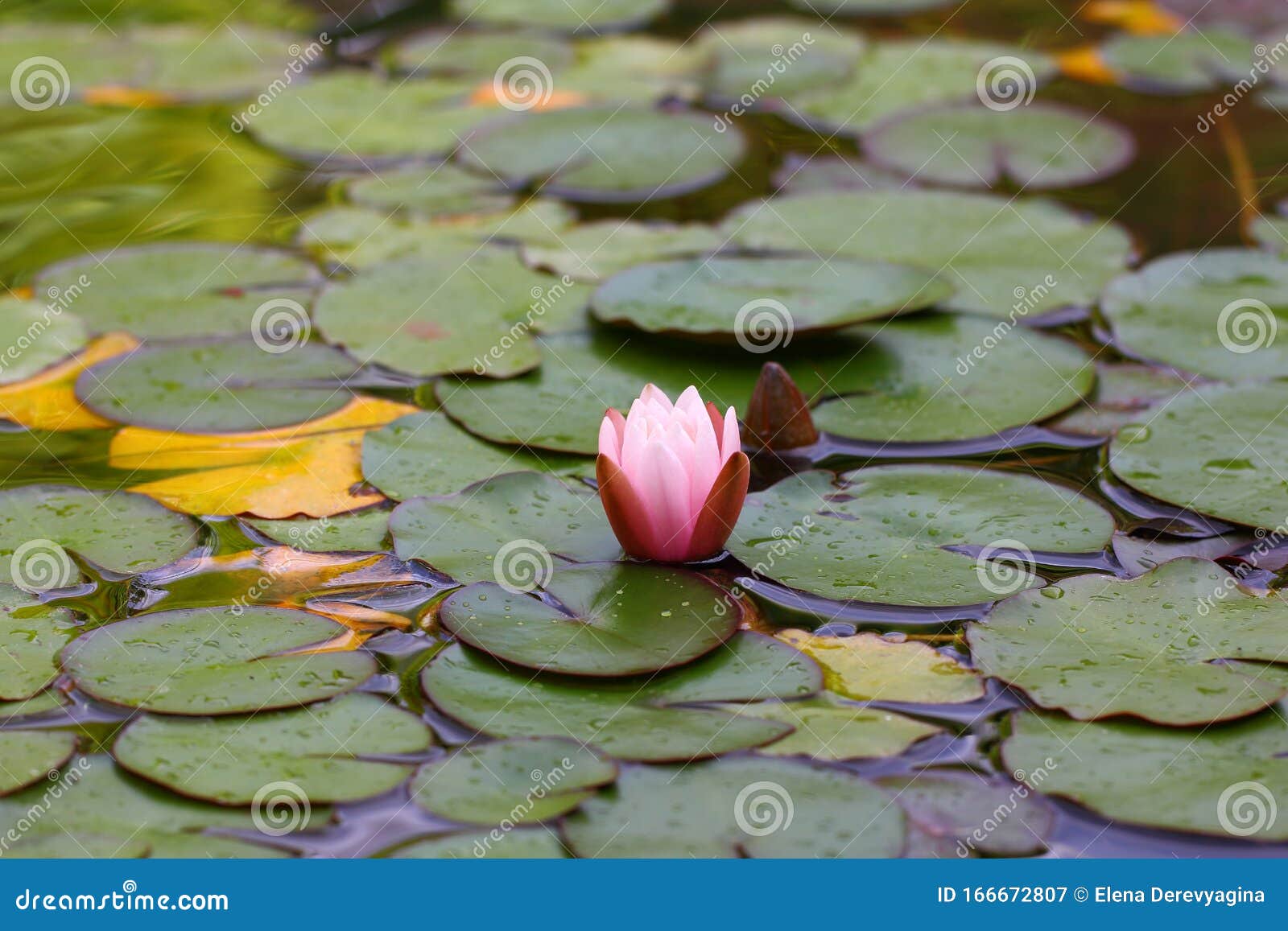 Lily Bud Flower among Leaves on the Water Stock Image - Image of ...