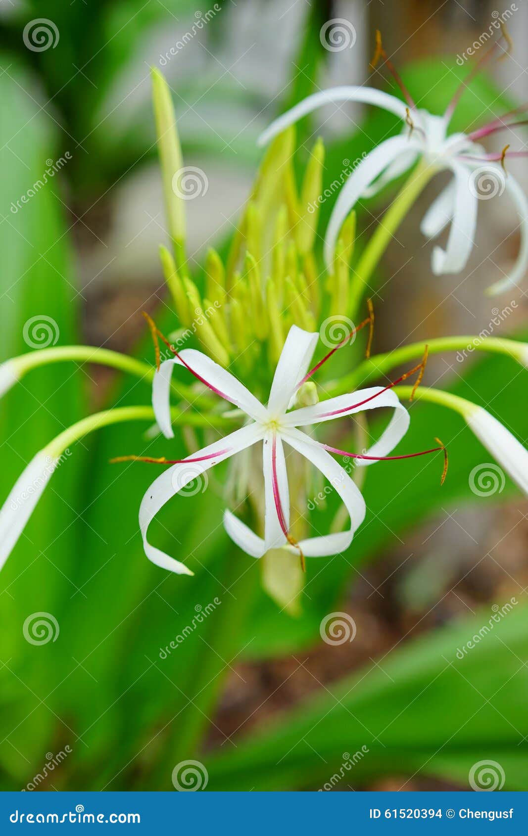 Lily and bud stock photo. Image of flora, beauty, green - 61520394