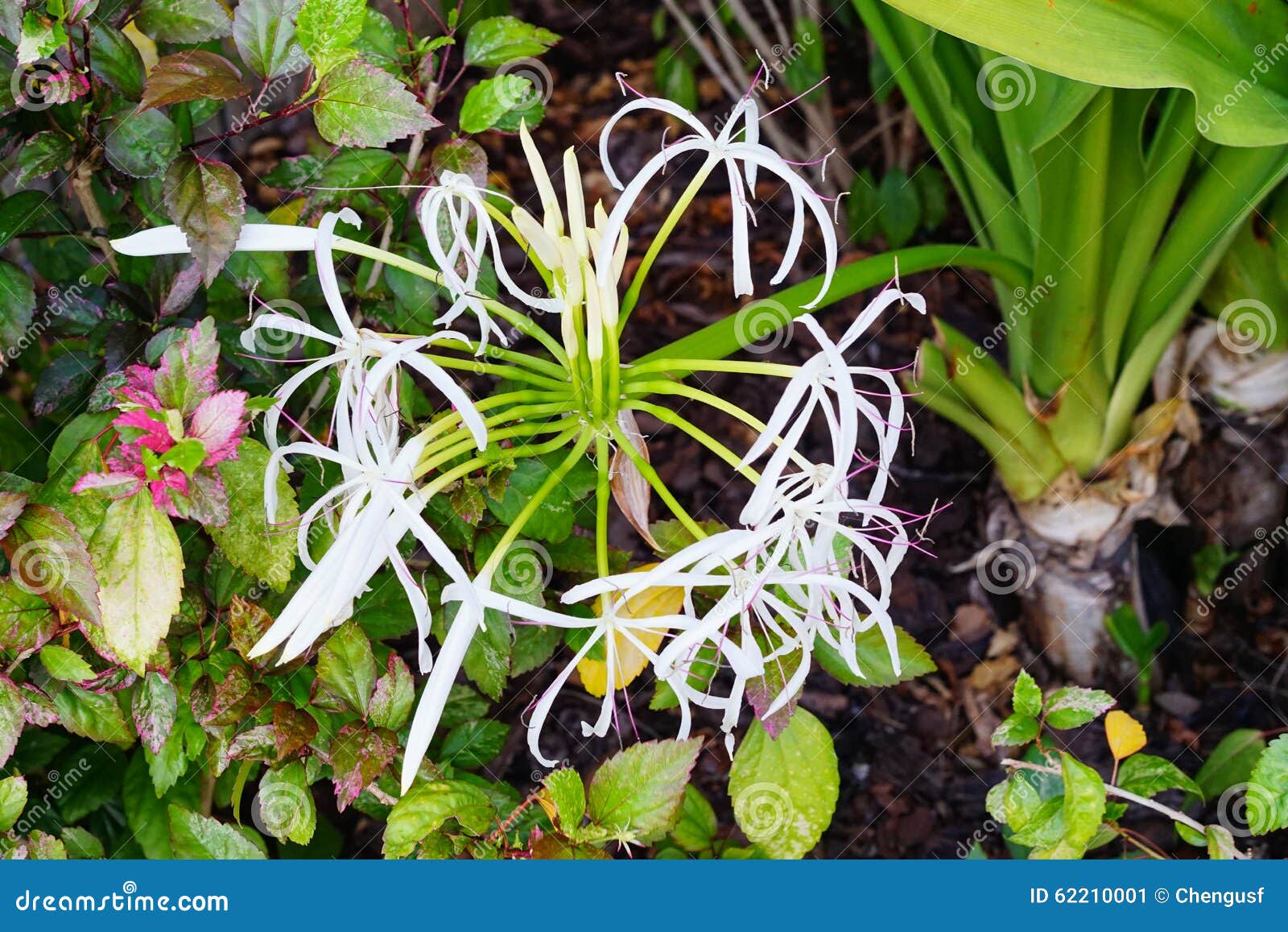 Lily and bud stock image. Image of blue, landscaped, background - 62210001