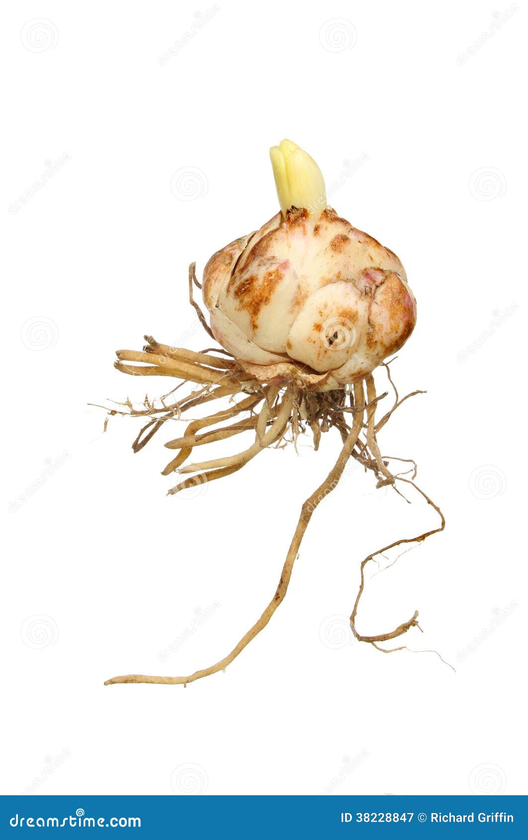 Lily bulb stock image. Image of bulb, white, lily, botanical - 38228847