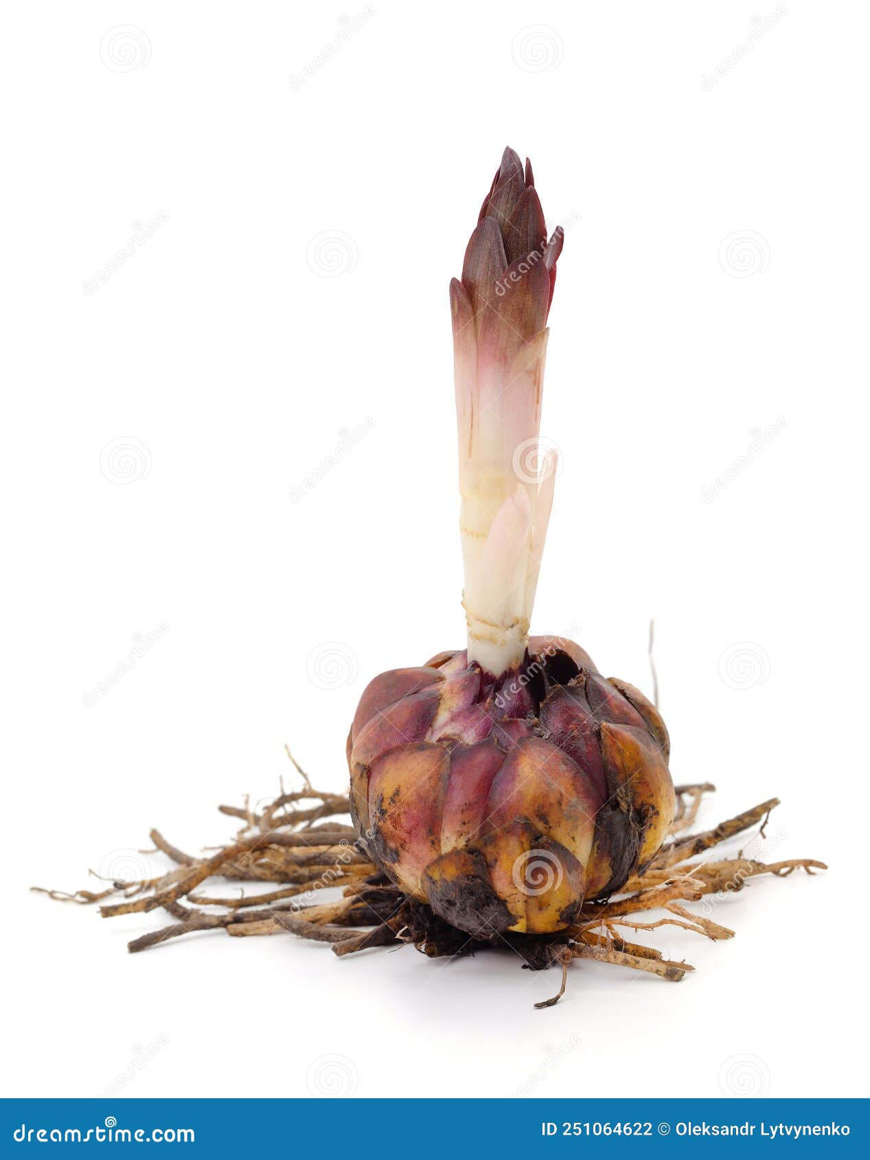 Lily Bulb with Sprout and Roots Stock Photo - Image of sprout, lily ...