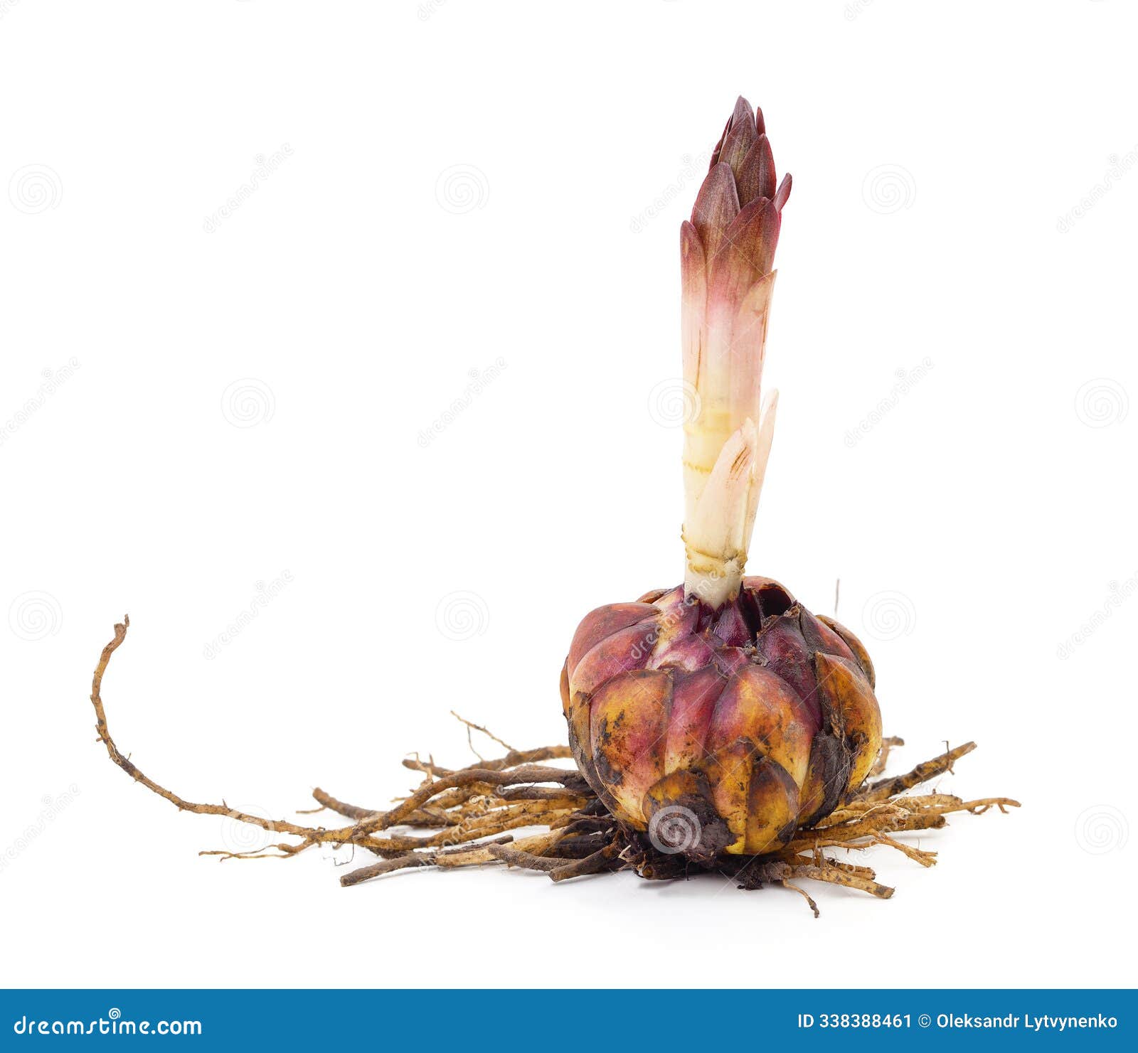 Lily Bulb with Sprout and Roots Stock Image - Image of onion, botany ...