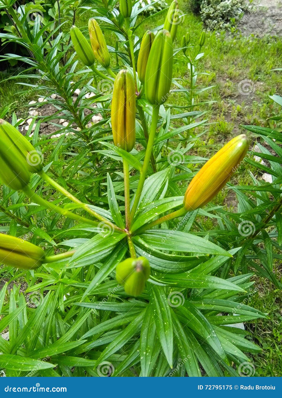 Lily bulbs stock image. Image of green, flowers, lily - 72795175