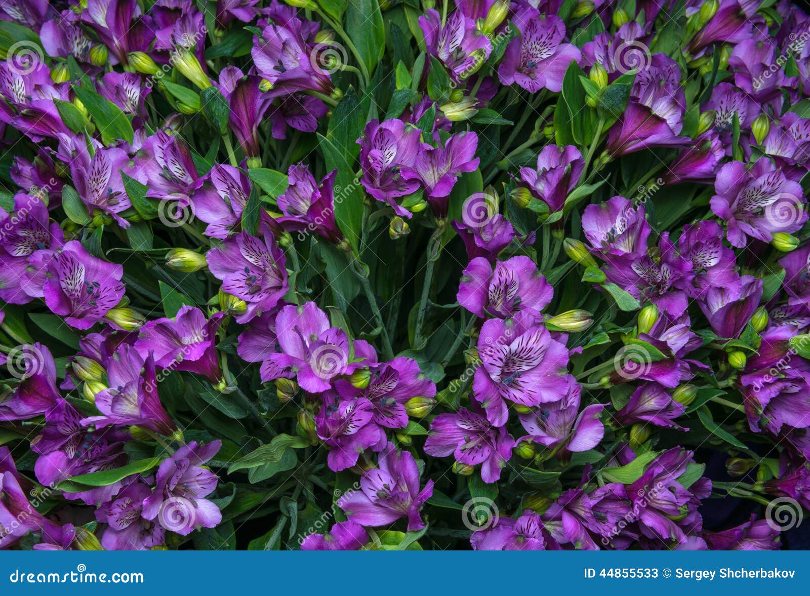 Lily bunch stock image. Image of color, flower, beauty - 44855533