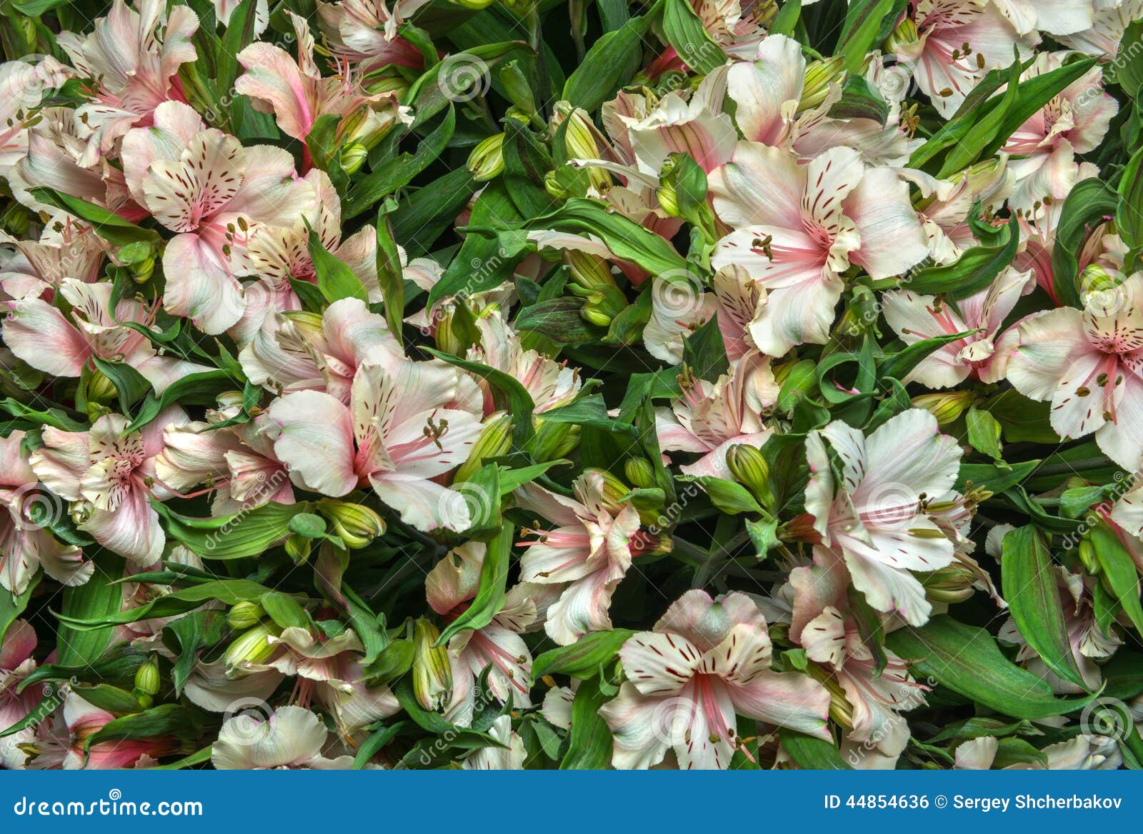 Lily bunch flower stock photo. Image of color, freshnes - 44854636