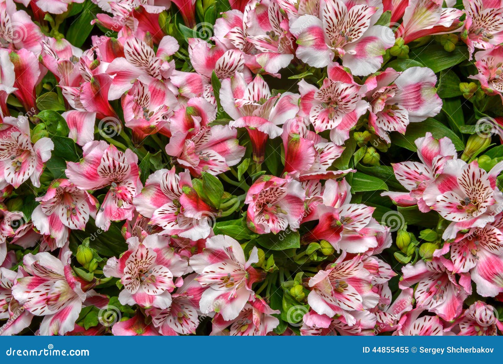 Lily bunch flower stock image. Image of open, freshnes - 44855455