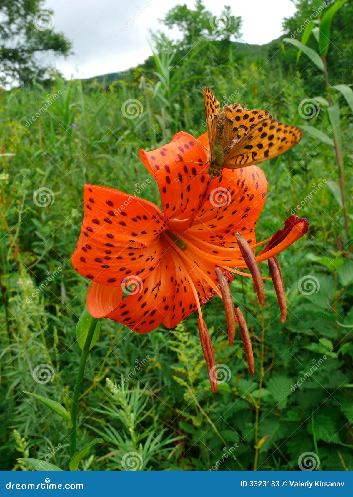Lily and Butterfly 2 stock image. Image of colors, eastern - 3323183