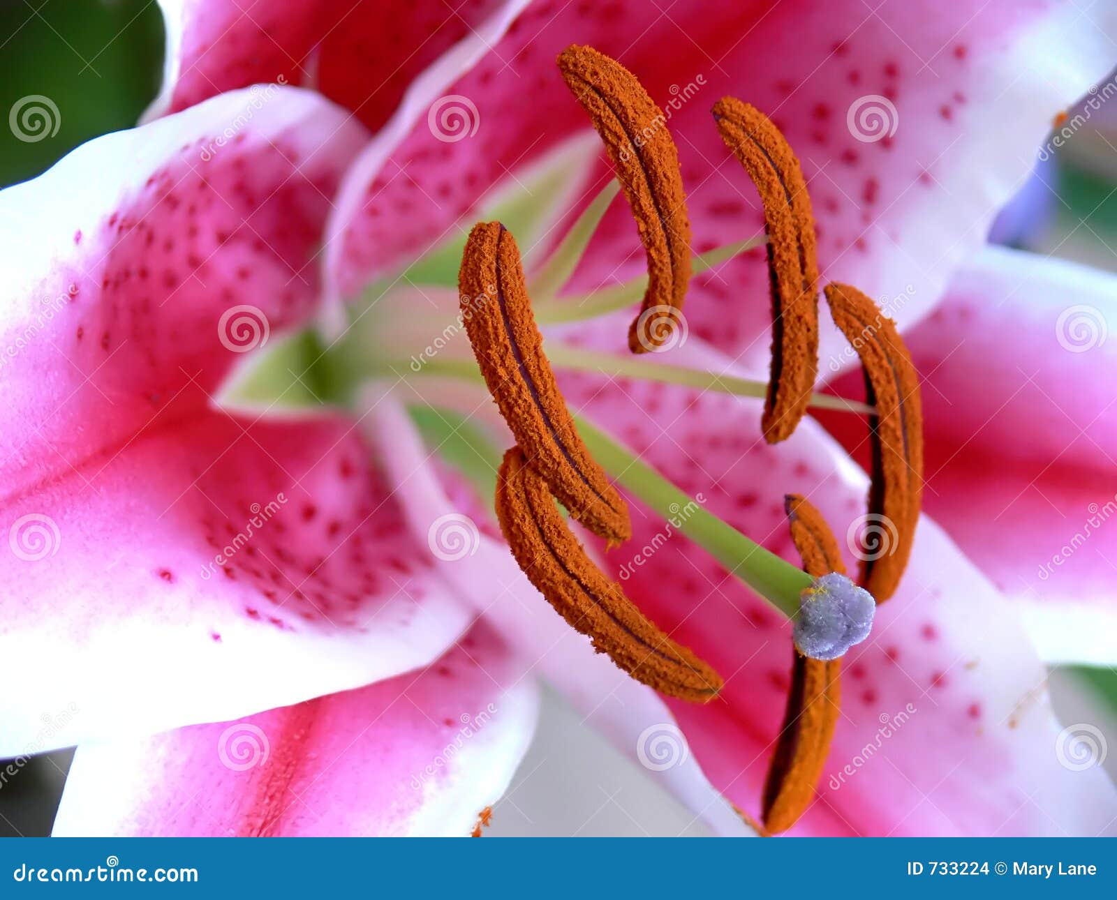 Lily Closeup stock photo. Image of lily, botany, botanical - 733224