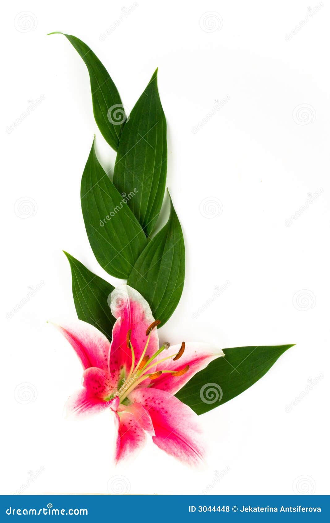 Lily corner stock photo. Image of corner, color, fragrant - 3044448