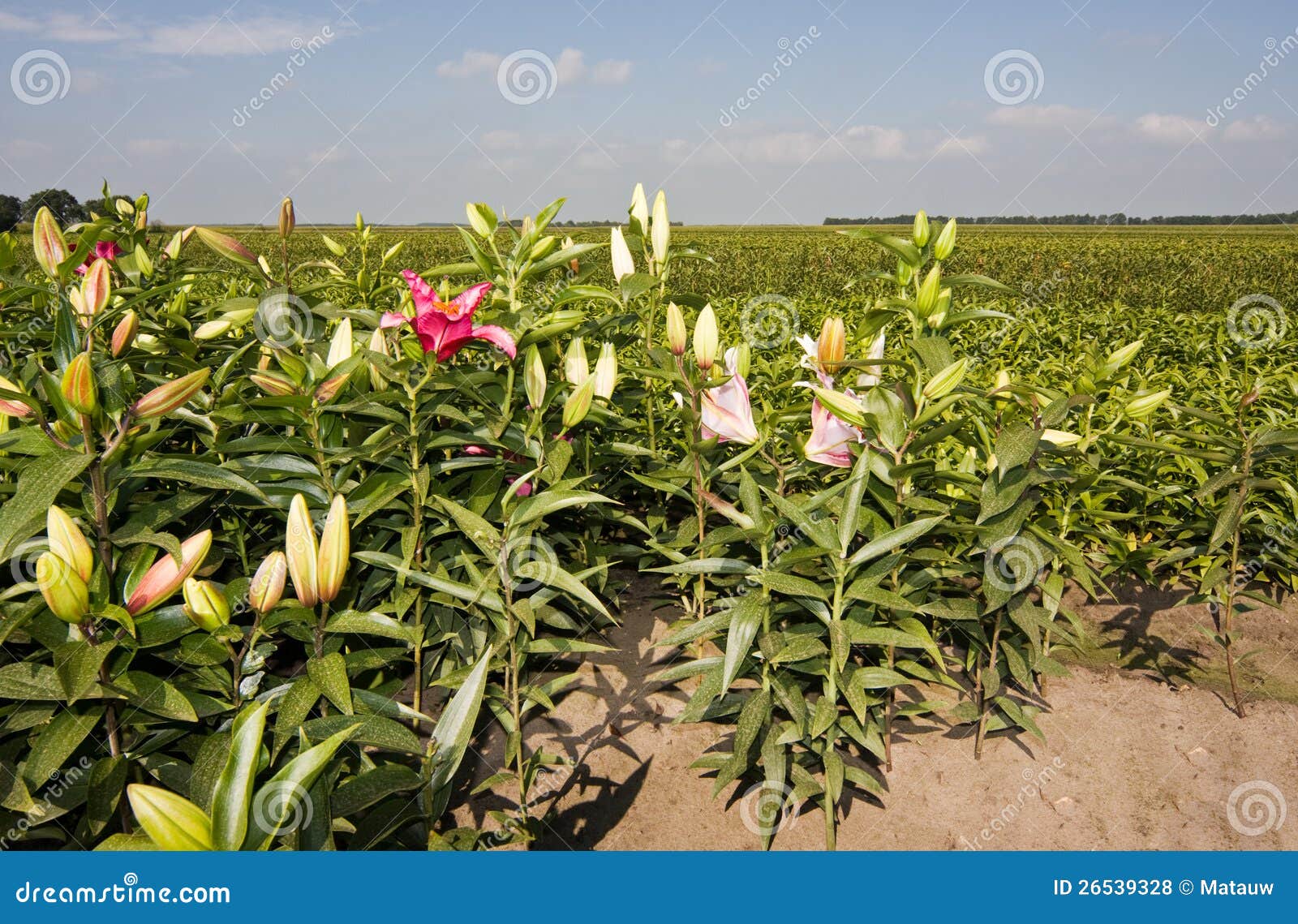 Lily culture stock photo. Image of horticulture, arable - 26539328