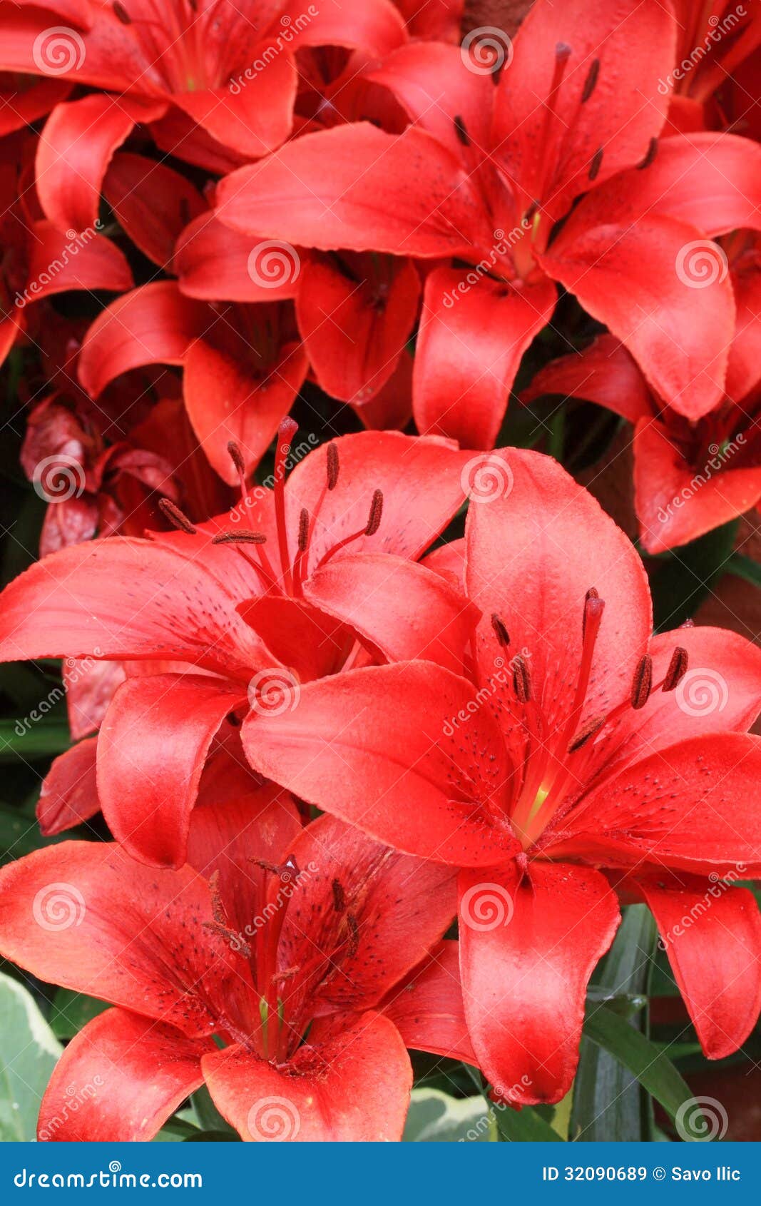 Lily stock image. Image of plant, flora, nature, close - 32090689
