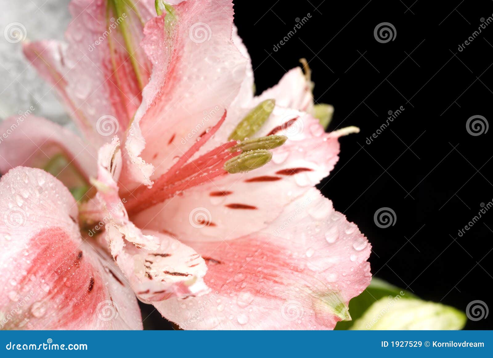Lily with dew stock image. Image of christmas, lifestyles - 1927529