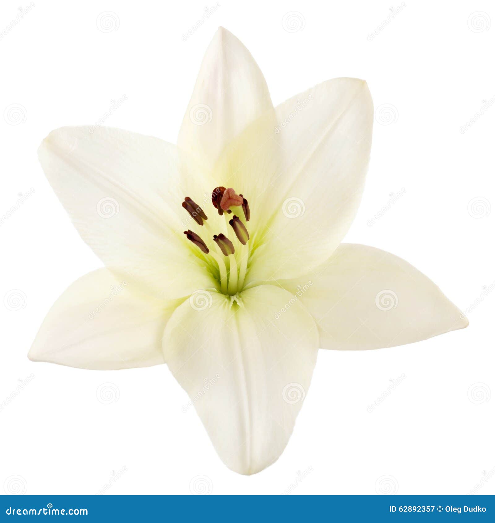 Lily stock image. Image of isolated, flower, spring, petal - 62892357