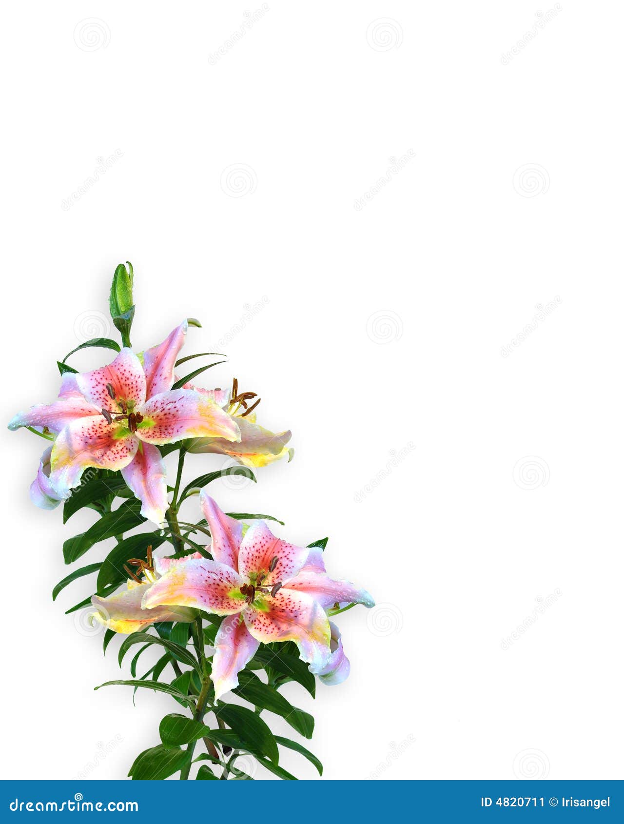 Lily Floral Invitation Corner Design Stock Illustrations – 137 Lily ...