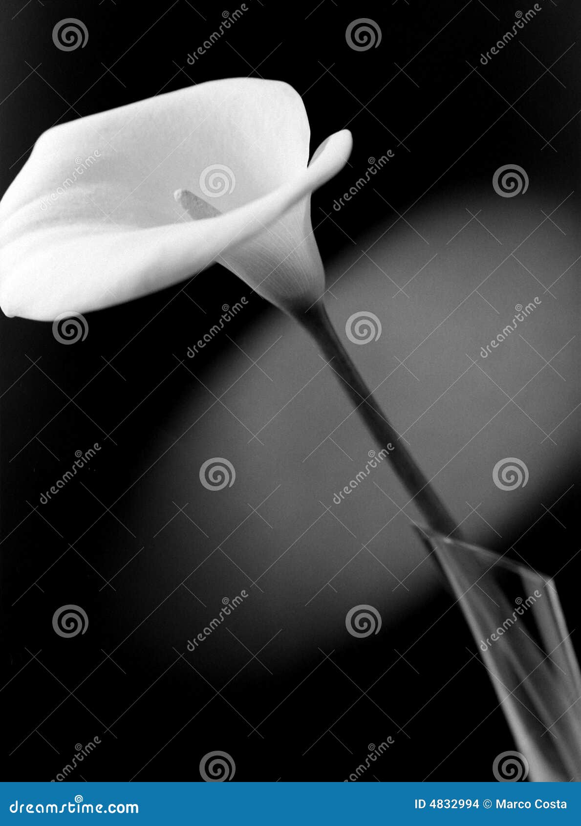 Fake Innocence Stock Illustrations – 32 Fake Innocence Stock ...