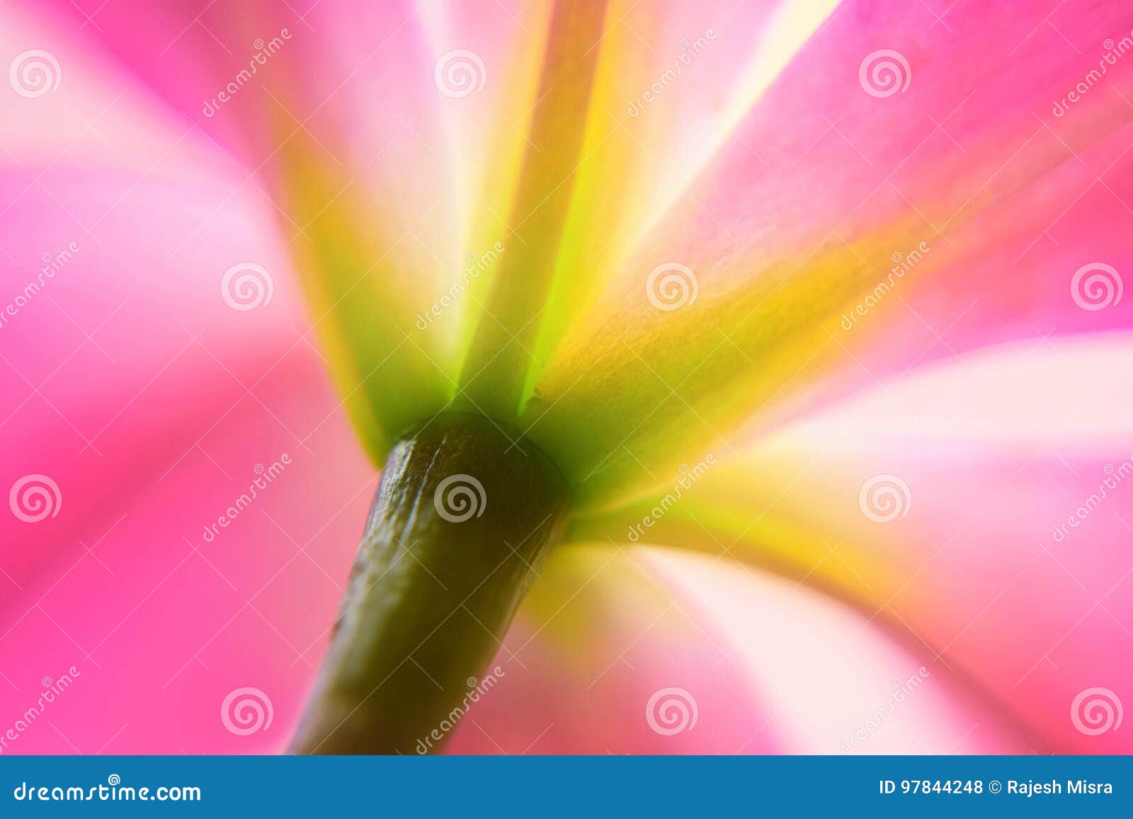 Lily flower stock photo. Image of beauty, macro, nature - 97844248