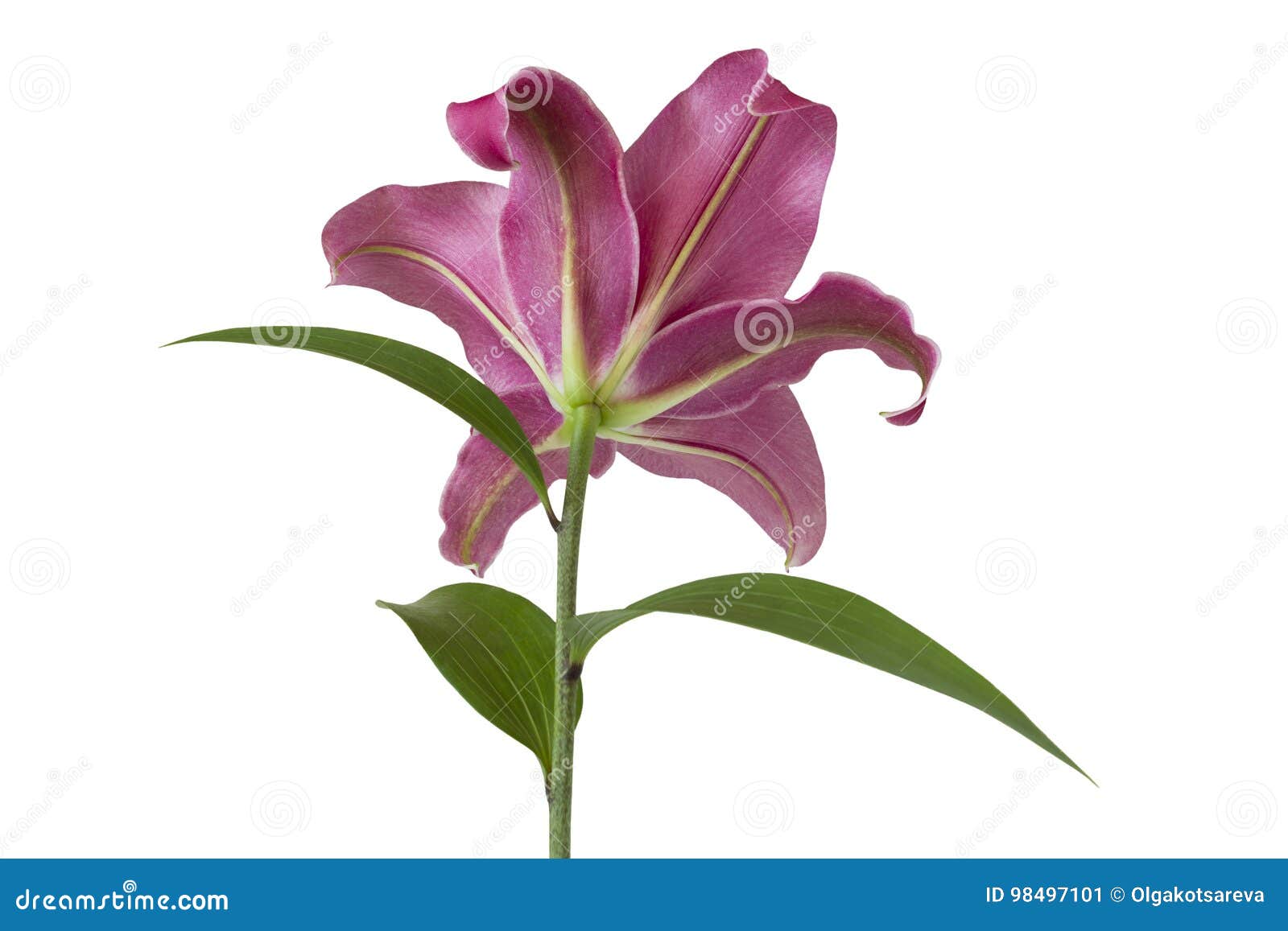 Lily flower back side stock image. Image of lily, purple - 98497101