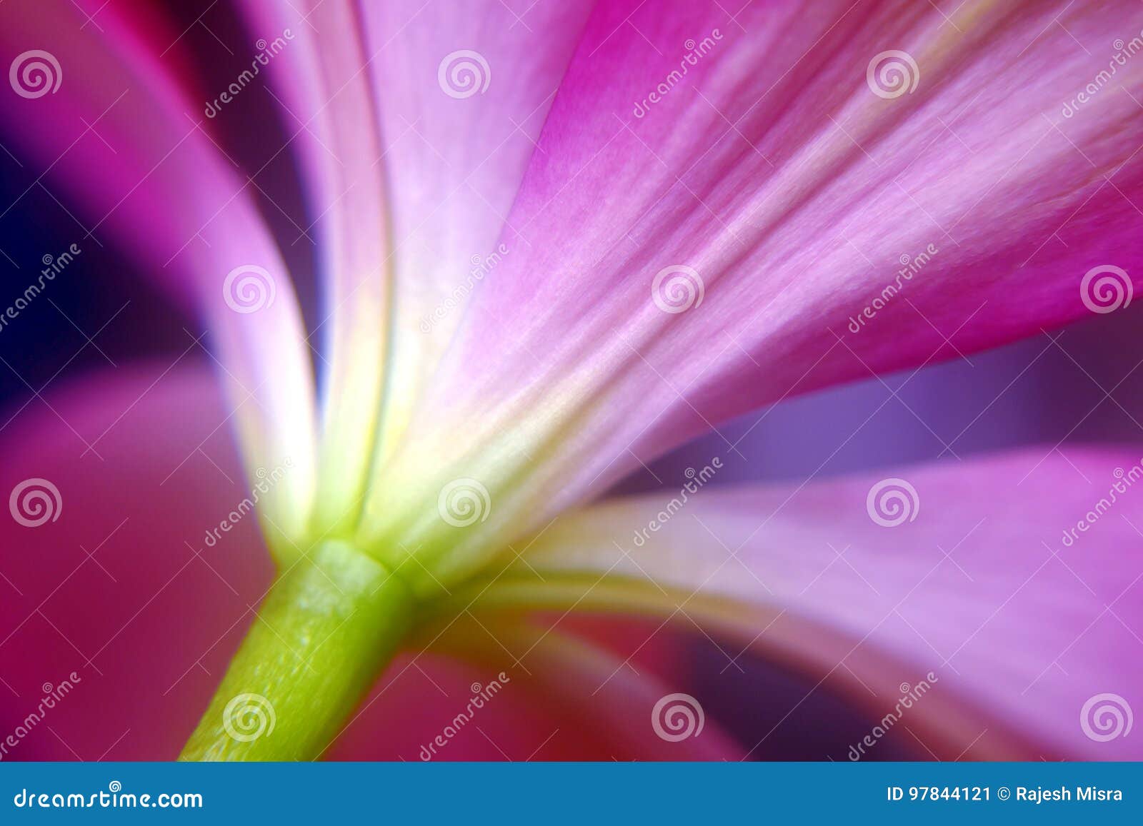 Lily flower stock image. Image of back, lily, colors - 97844121