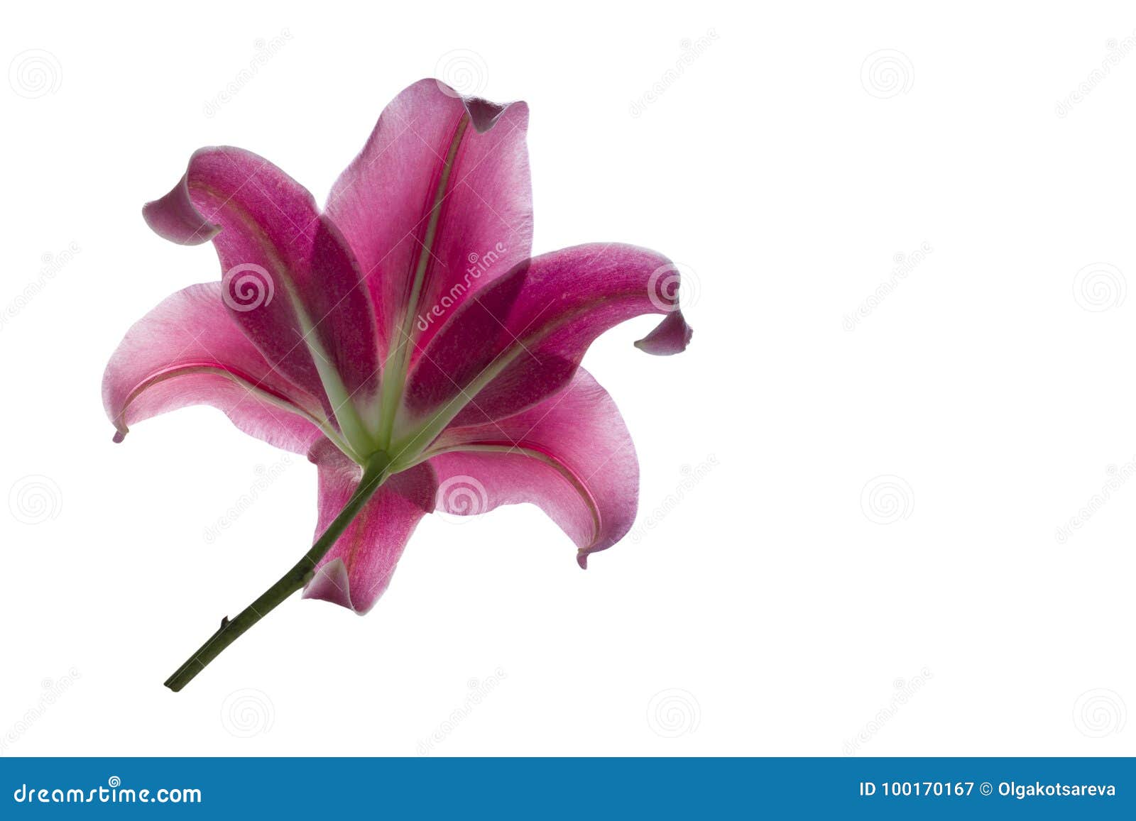 Lily flower back view stock image. Image of back, flower - 100170167