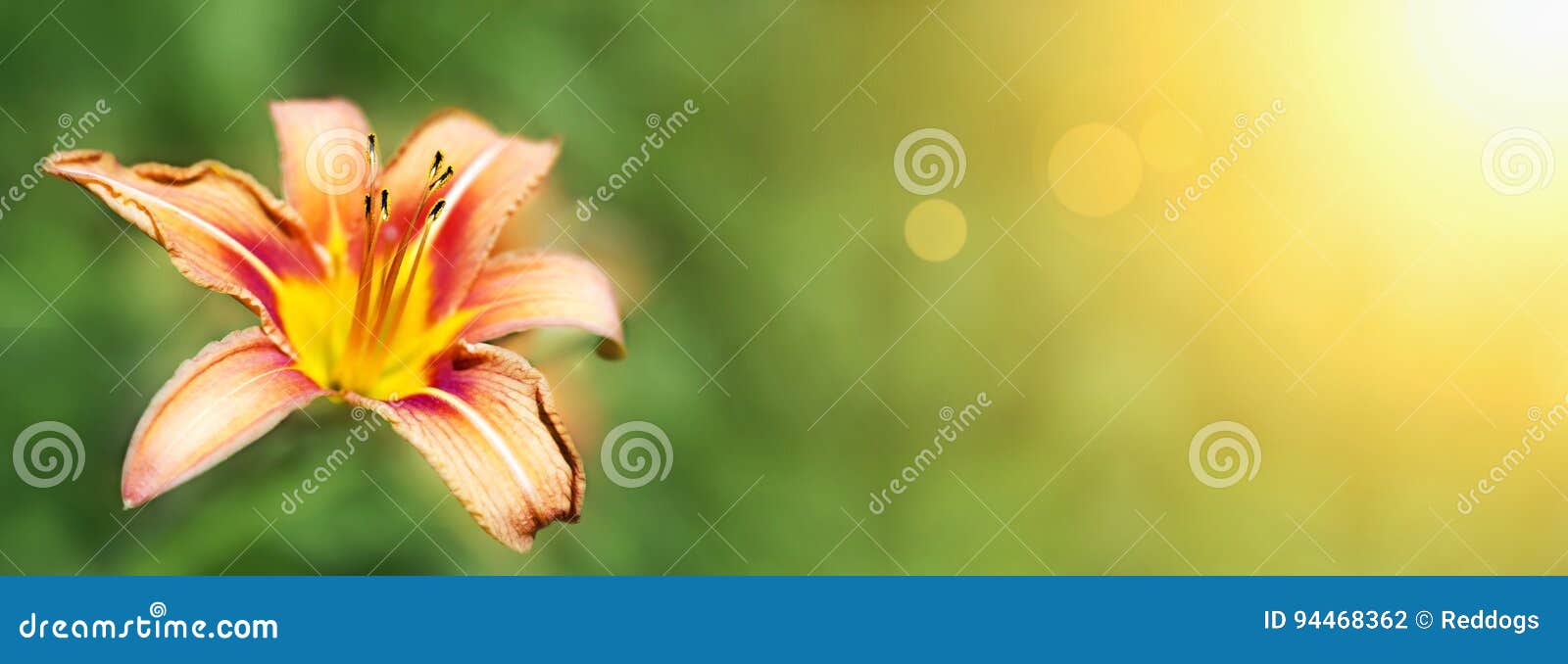 Lily flower banner stock photo. Image of flower, orange - 94468362