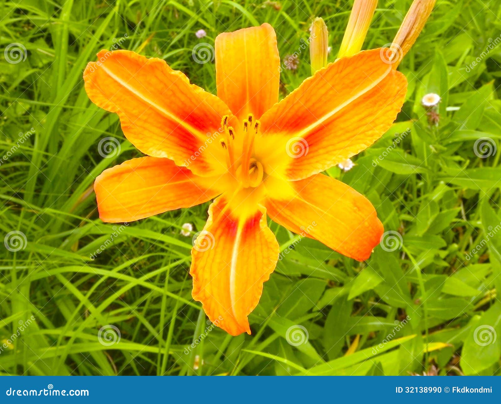 Lily flower. stock photo. Image of garden, luxury, leaf - 32138990