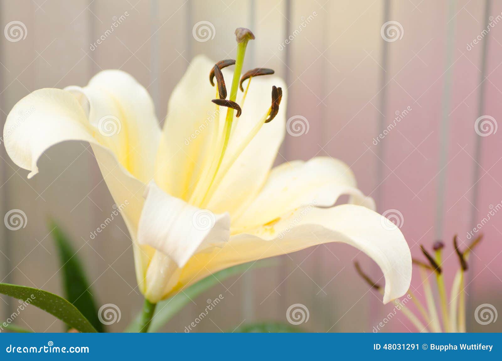 Lily flower stock image. Image of natural, sweet, soft - 48031291