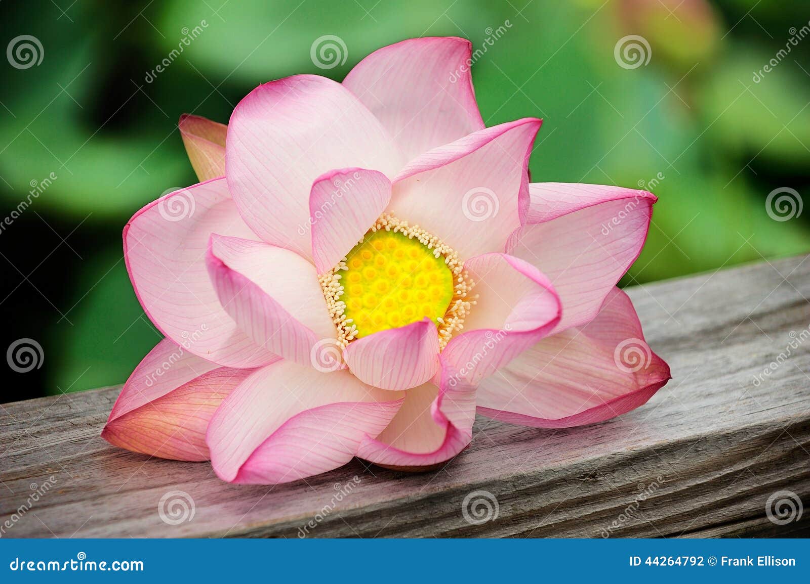 Lily Flower stock photo. Image of laying, green, exotic - 44264792