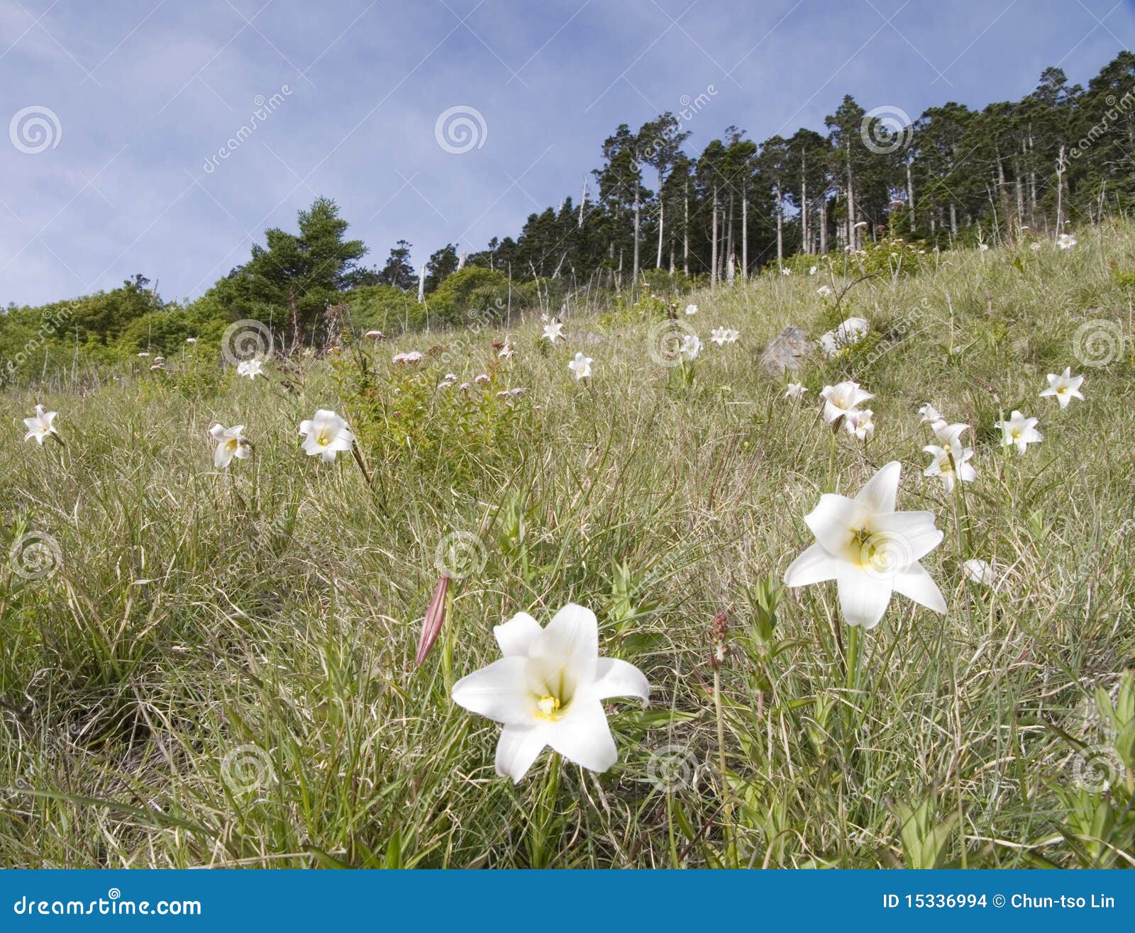 Lily Flower Blossom with Beautiful Scenic. Stock Photo - Image of ...