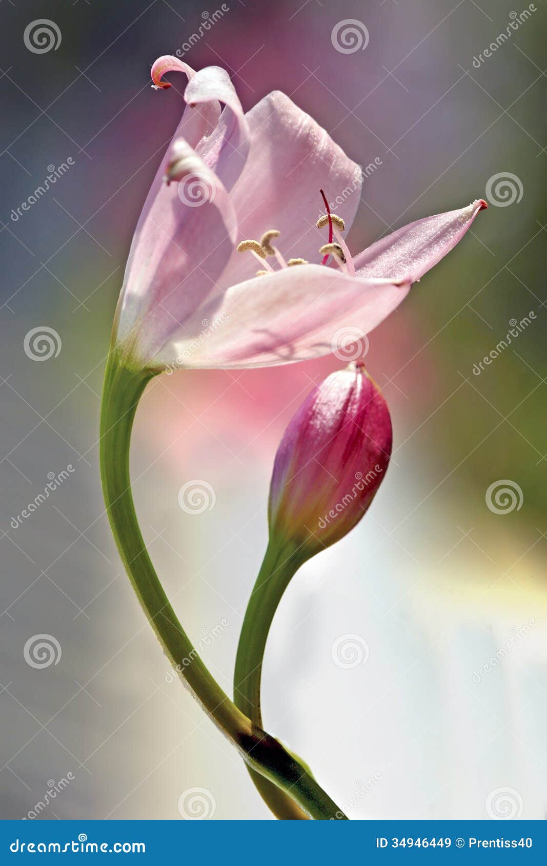 Lily flower and bud stock image. Image of pink, flower - 34946449