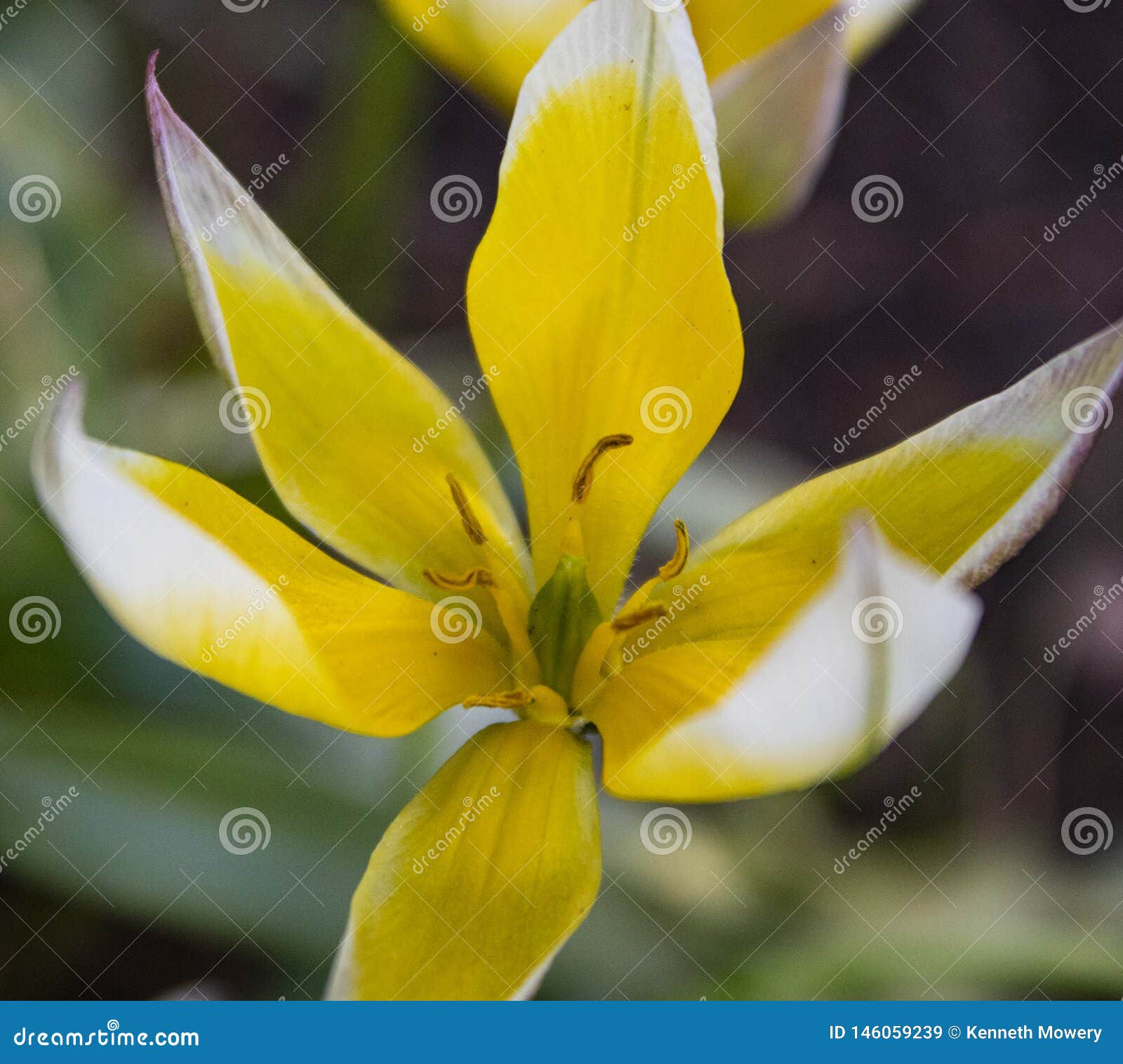 Lily flower stock image. Image of stigma, beautiful - 146059239