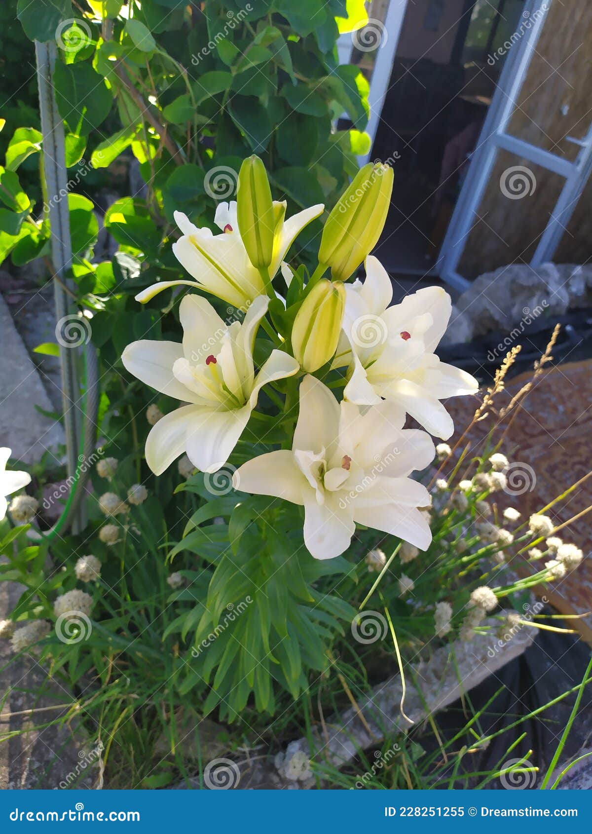 Lily flower cute stock image. Image of cute, blossom - 228251255