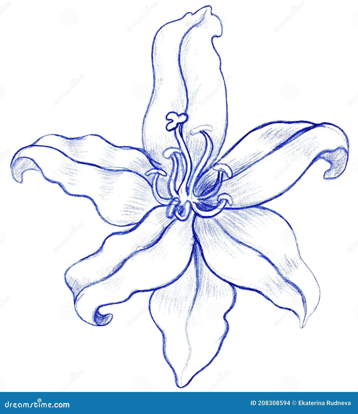 Lily Flower Drawing with Blue Pencil, Elements on a White Background ...