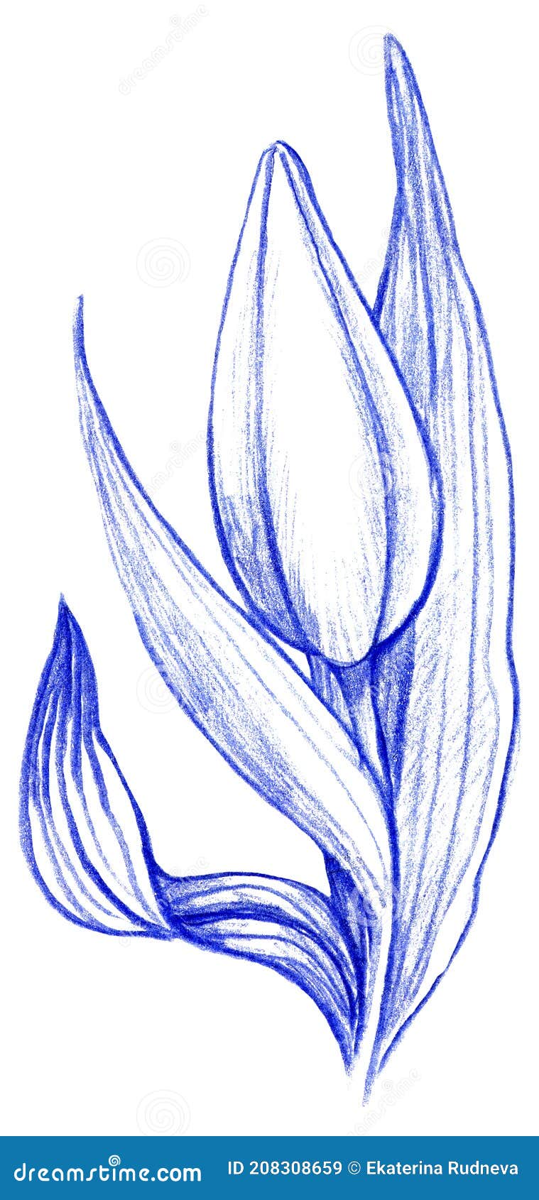 Lily Flower Drawing with Blue Pencil, Elements on a White Background ...