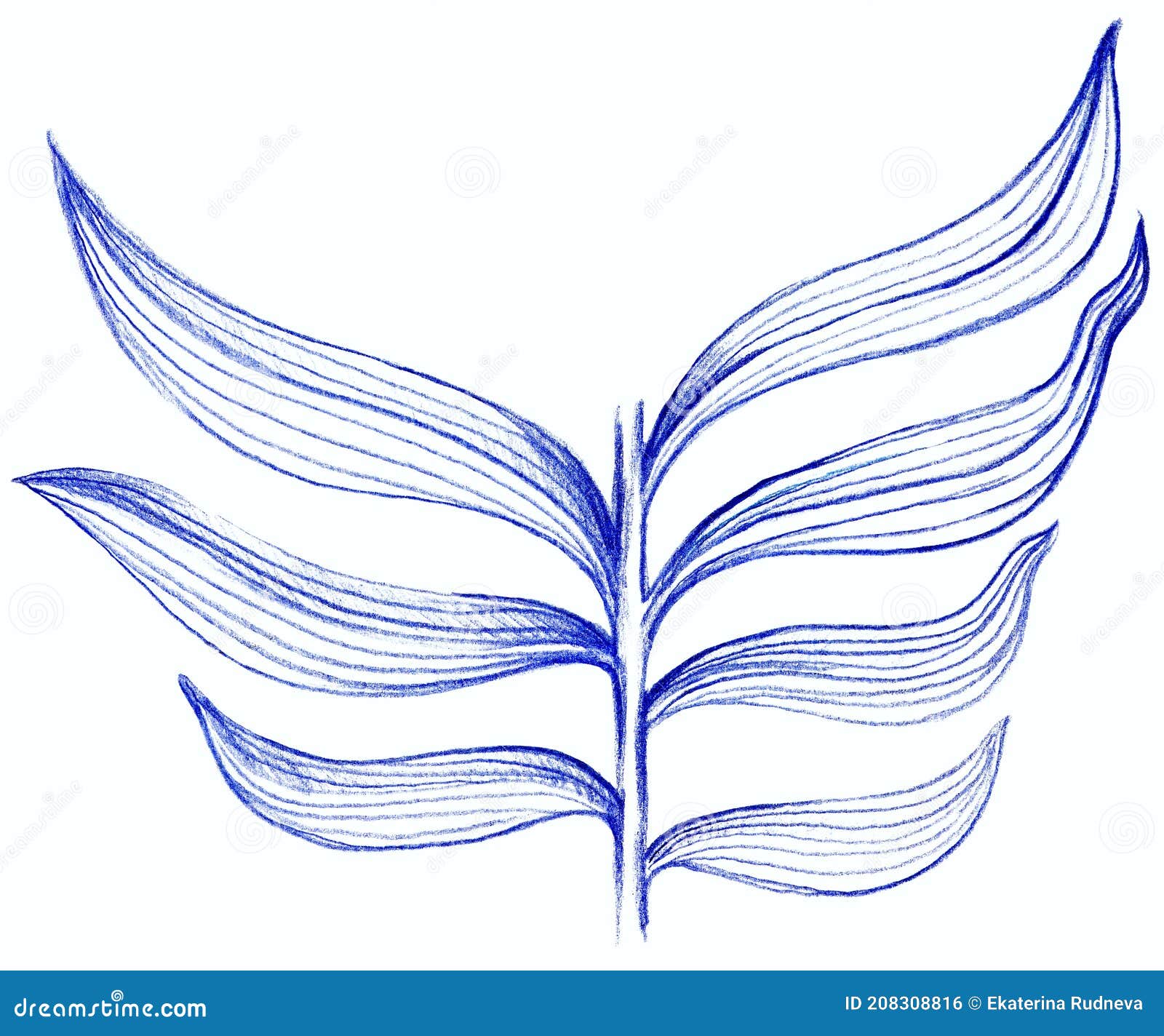 Lily Flower Drawing with Blue Pencil, Elements on a White Background ...