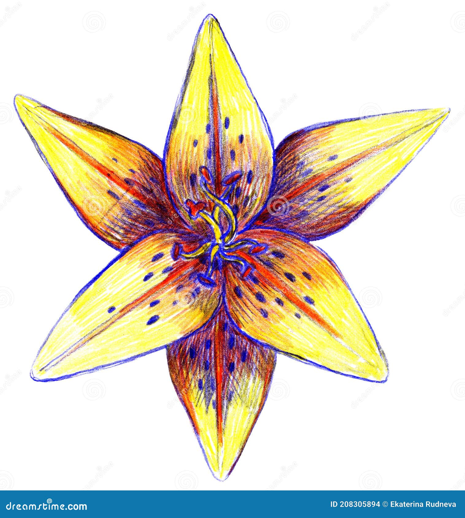 Lily Flower Drawings In Color