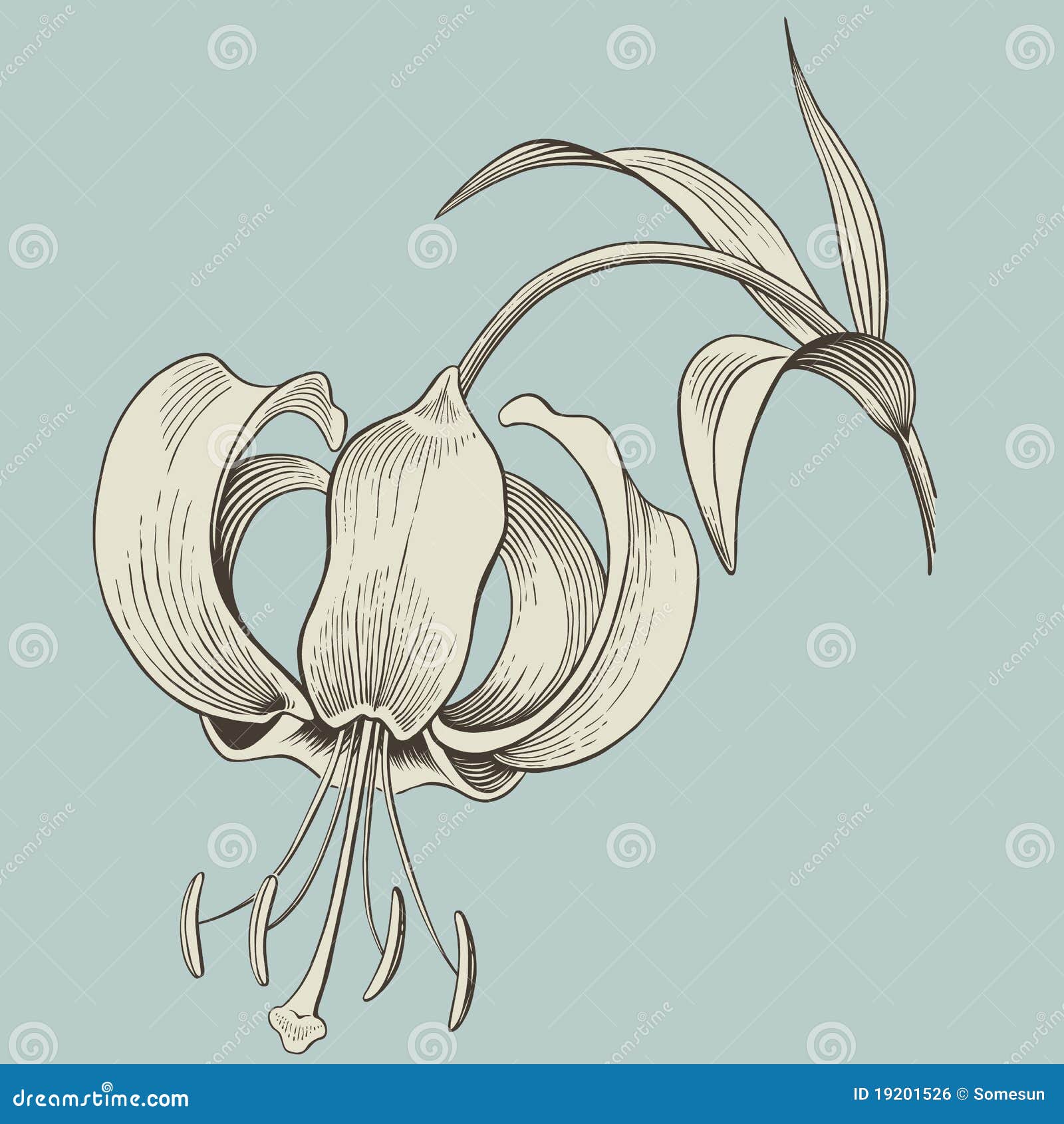 Lily Flower Engraving or Ink Drawing. Vector Stock Vector ...