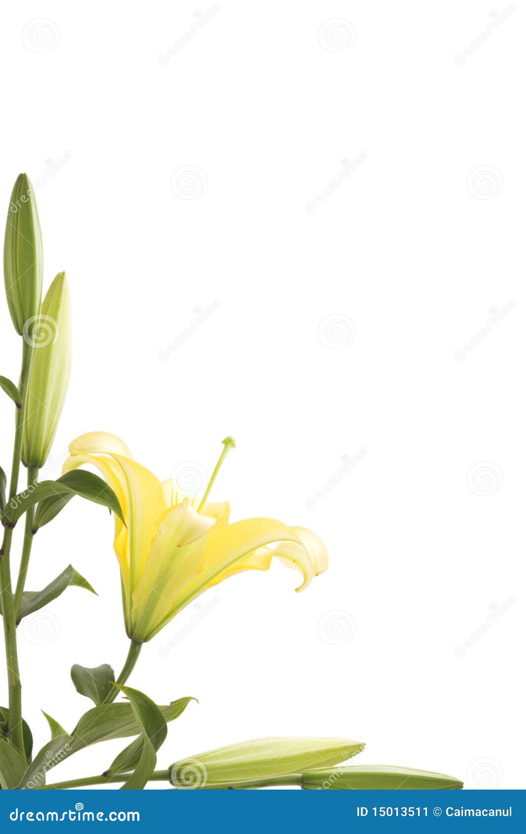 Lily Flower Frame and Green Leaves Stock Image - Image of border ...