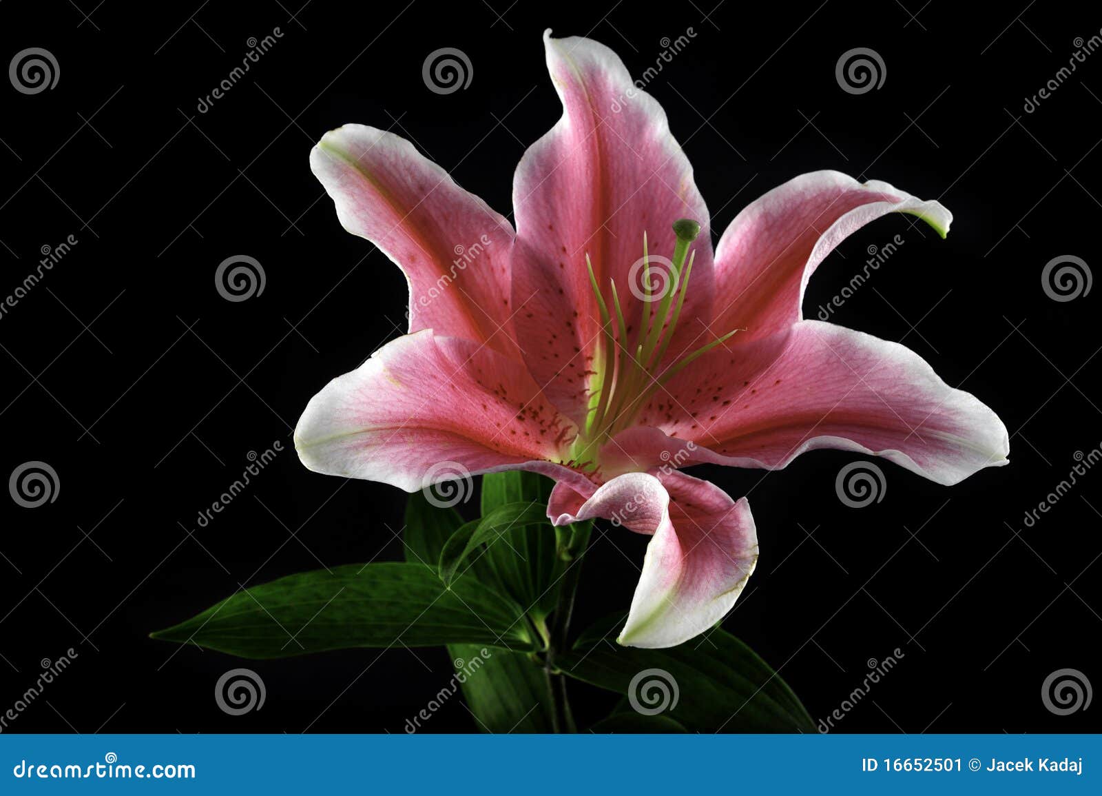 Lily flower horizontal stock image. Image of flower, fresh - 16652501
