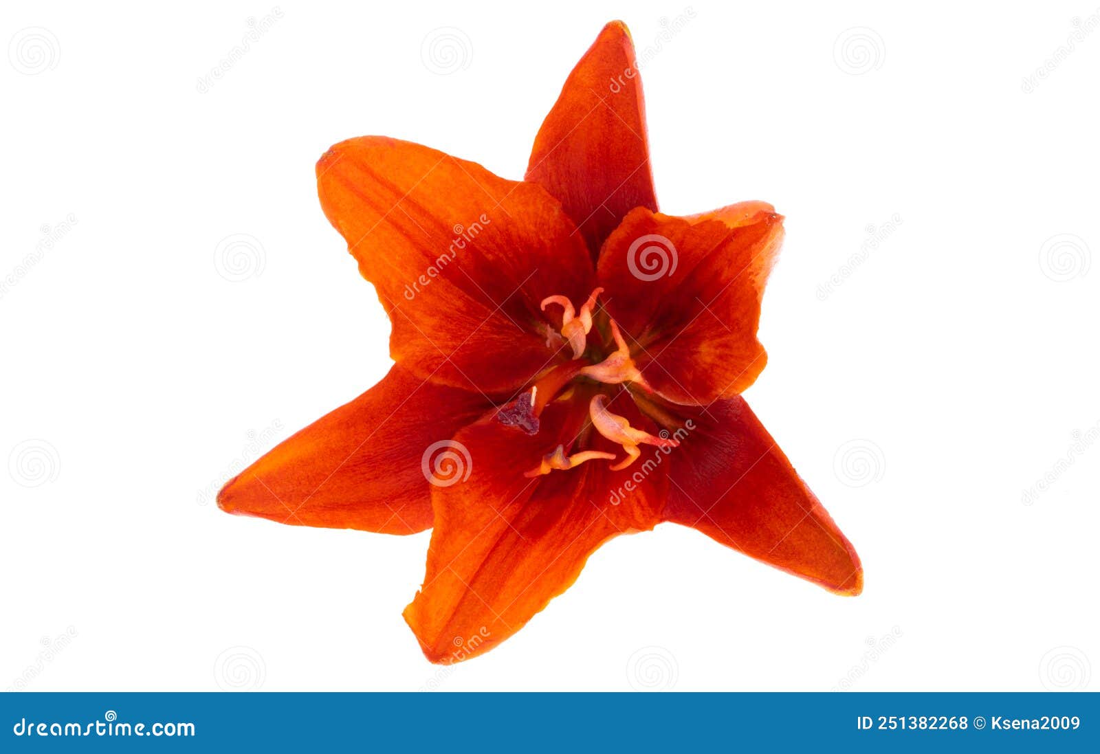 Lily flower isolated stock photo. Image of flora, isolated - 251382268