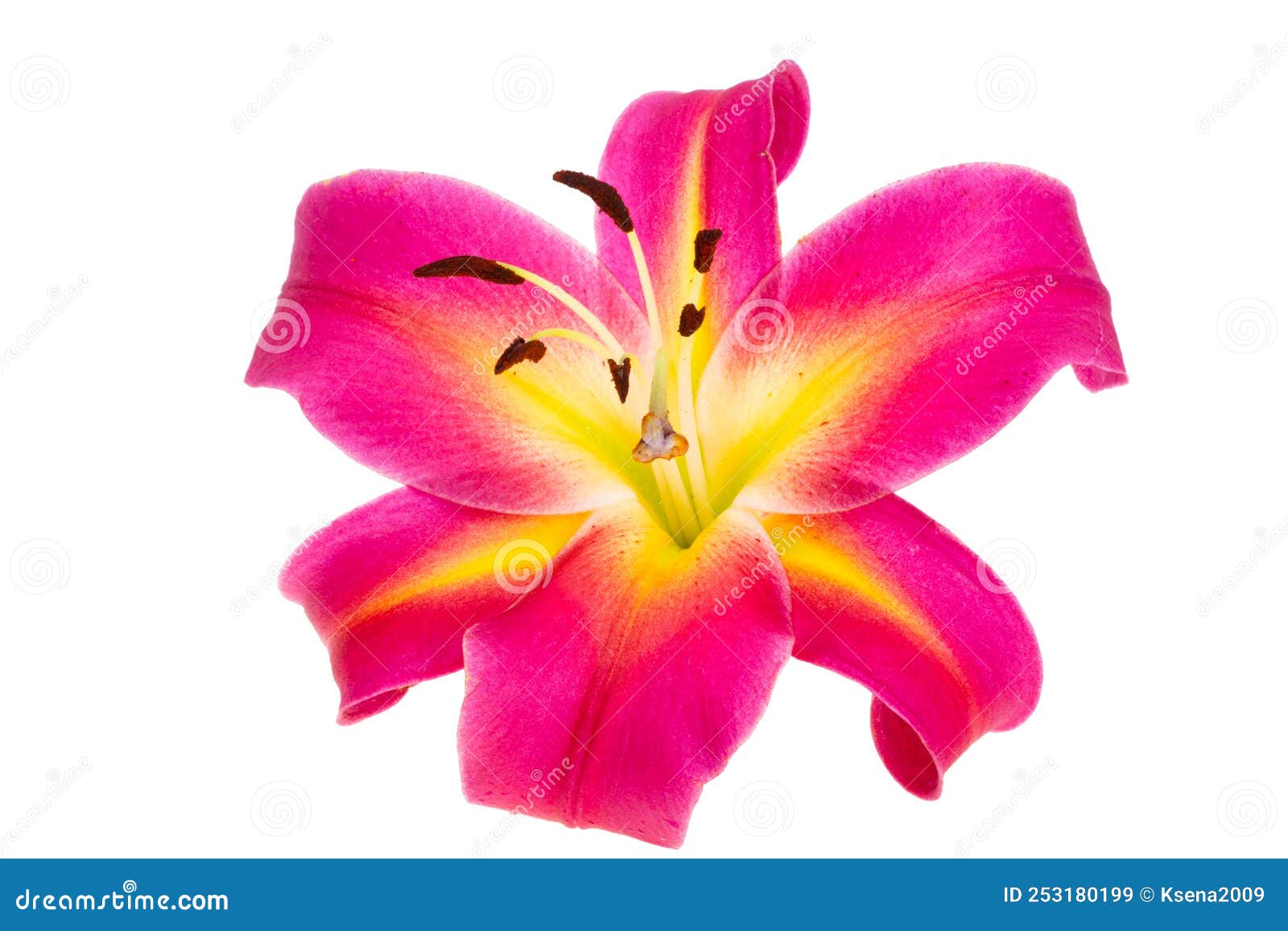 Lily flower isolated stock image. Image of beauty, background - 253180199