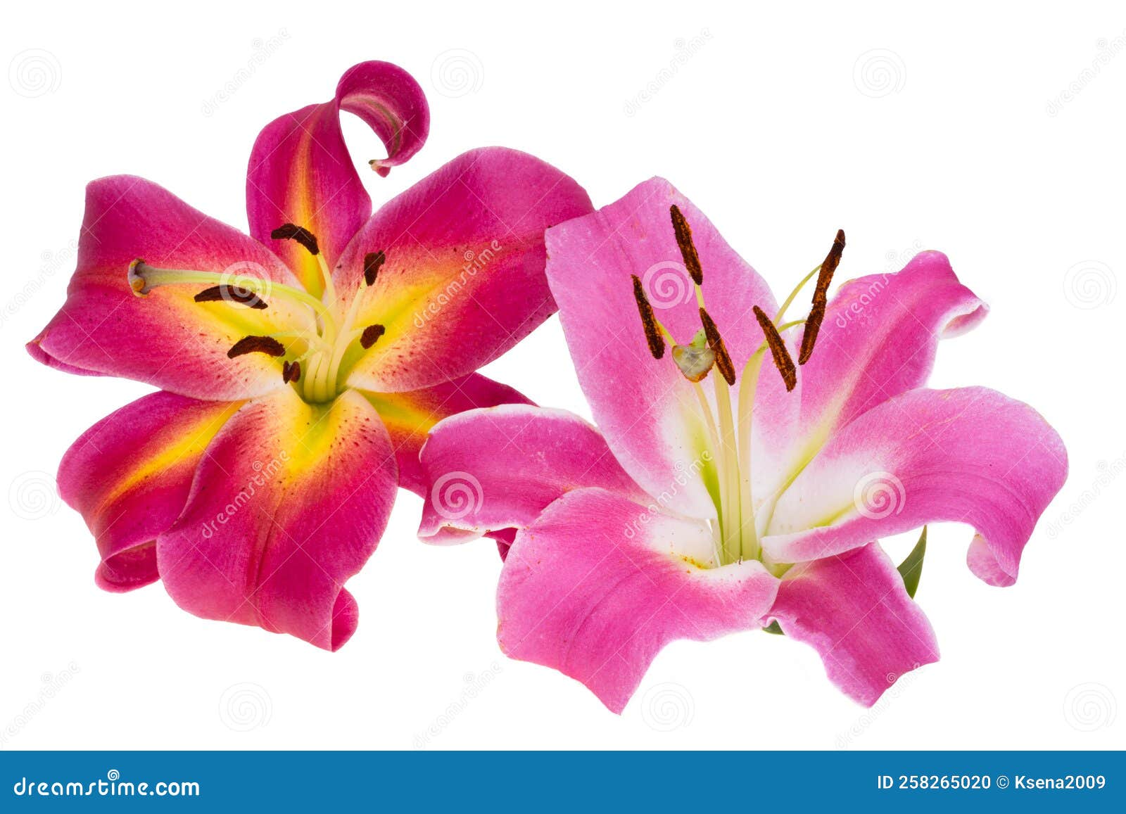 Lily flower isolated stock photo. Image of fragility - 258265020